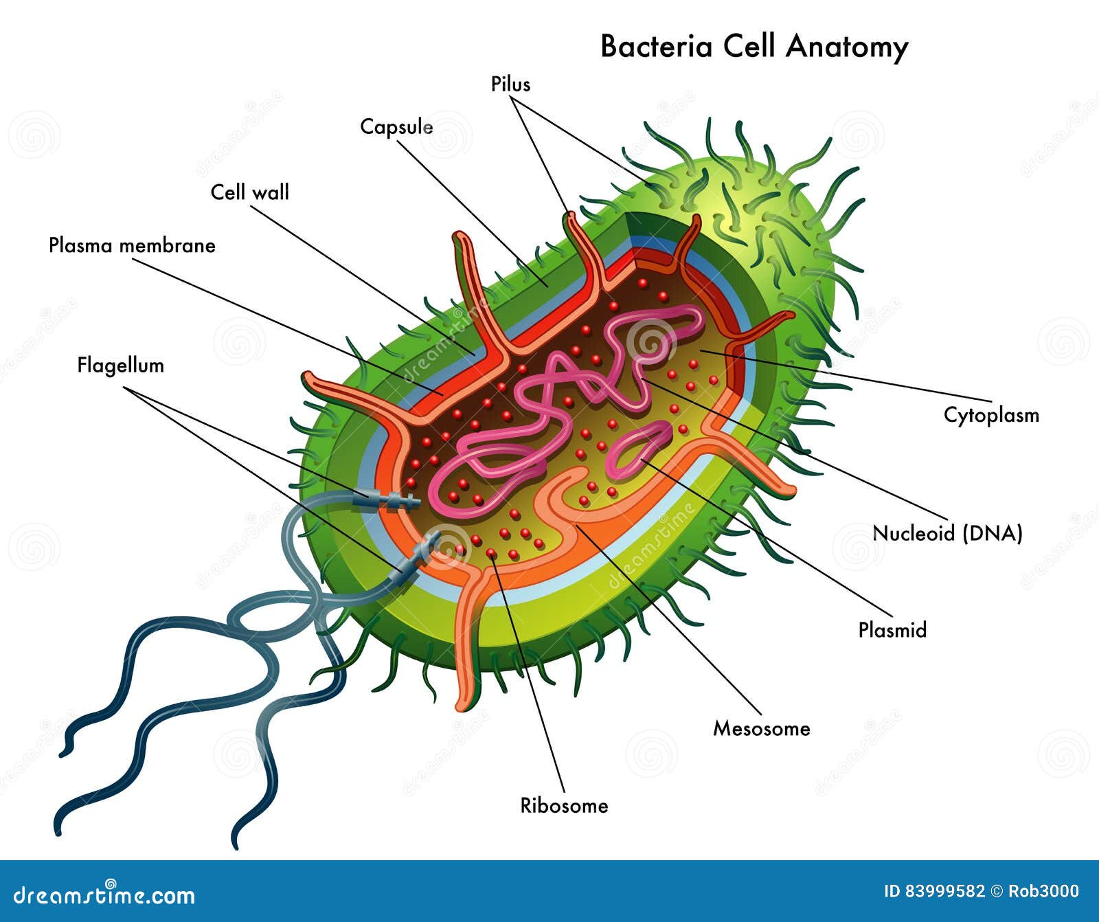 Anatomie De Cellules De Bactéries Illustration de Vecteur ...