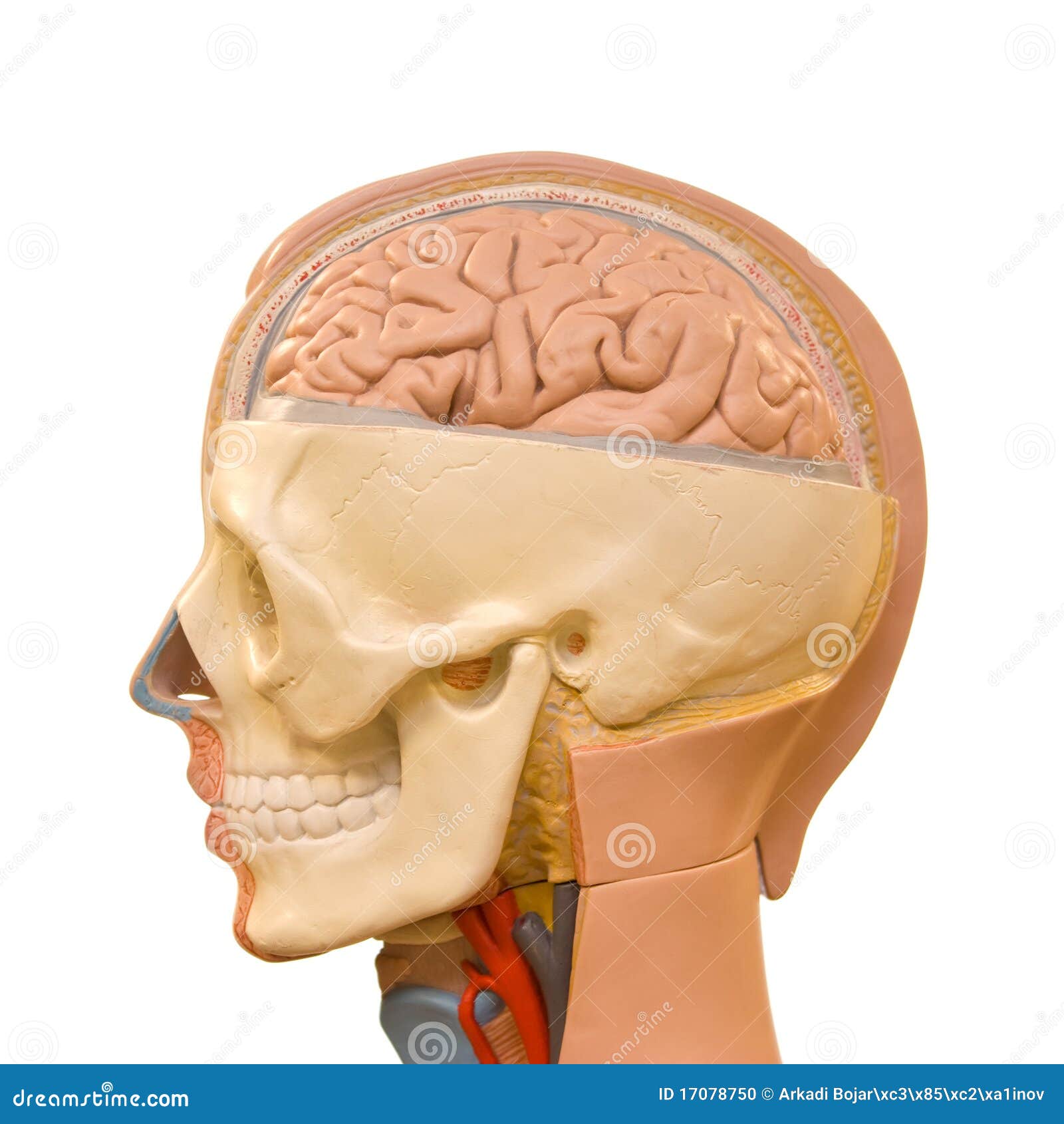 Anatomie de cerveau humain photo stock. Image du occupé - 17078750