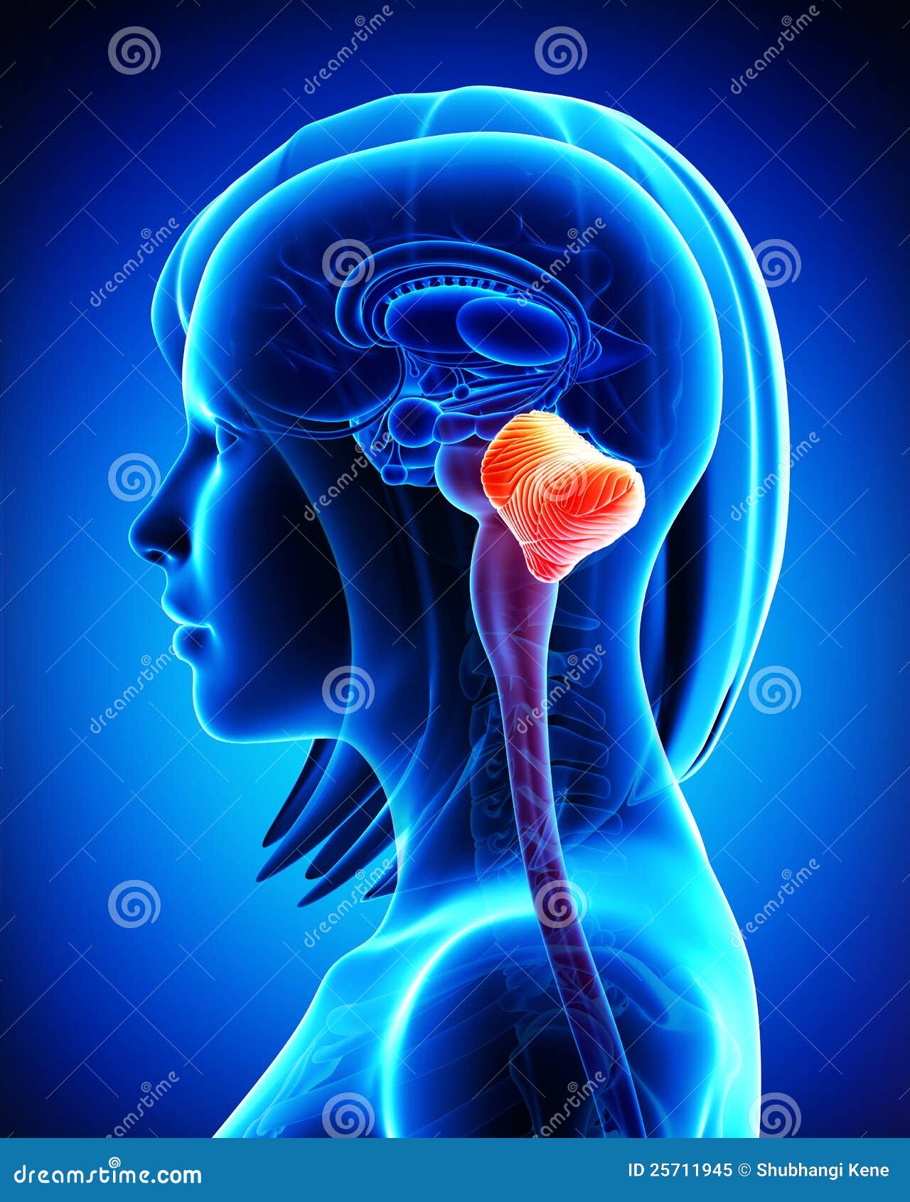 Anatomie De Cervelet De Cerveau - Section Transversale Illustration ...