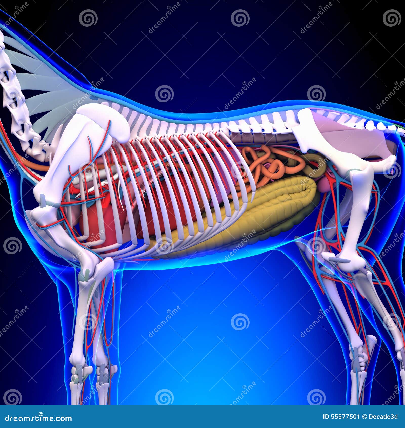Anatomie De Cheval - Anatomie Interne De Plan Rapproché De Cheval ...