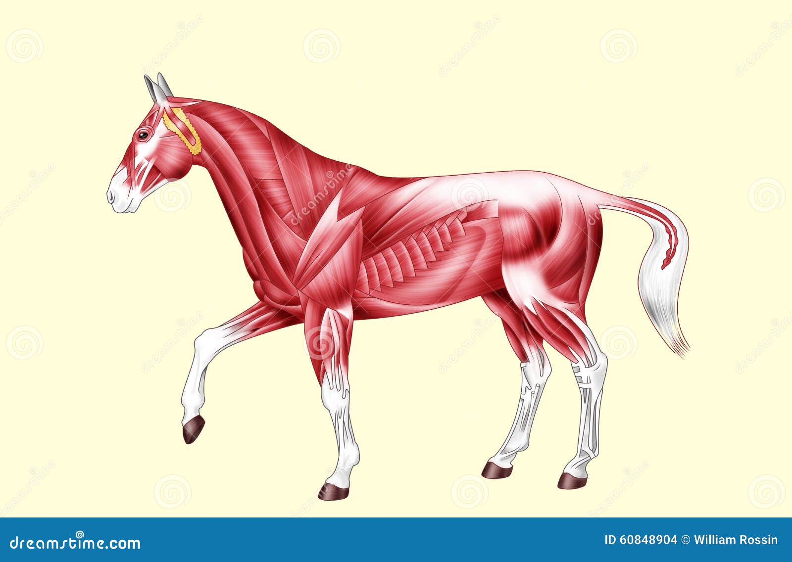 Anatomie De Cheval - Muscles - Aucun Texte Illustration Stock ...