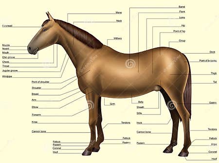 Anatomie De Cheval - Parties Du Corps Illustration Stock - Illustration ...