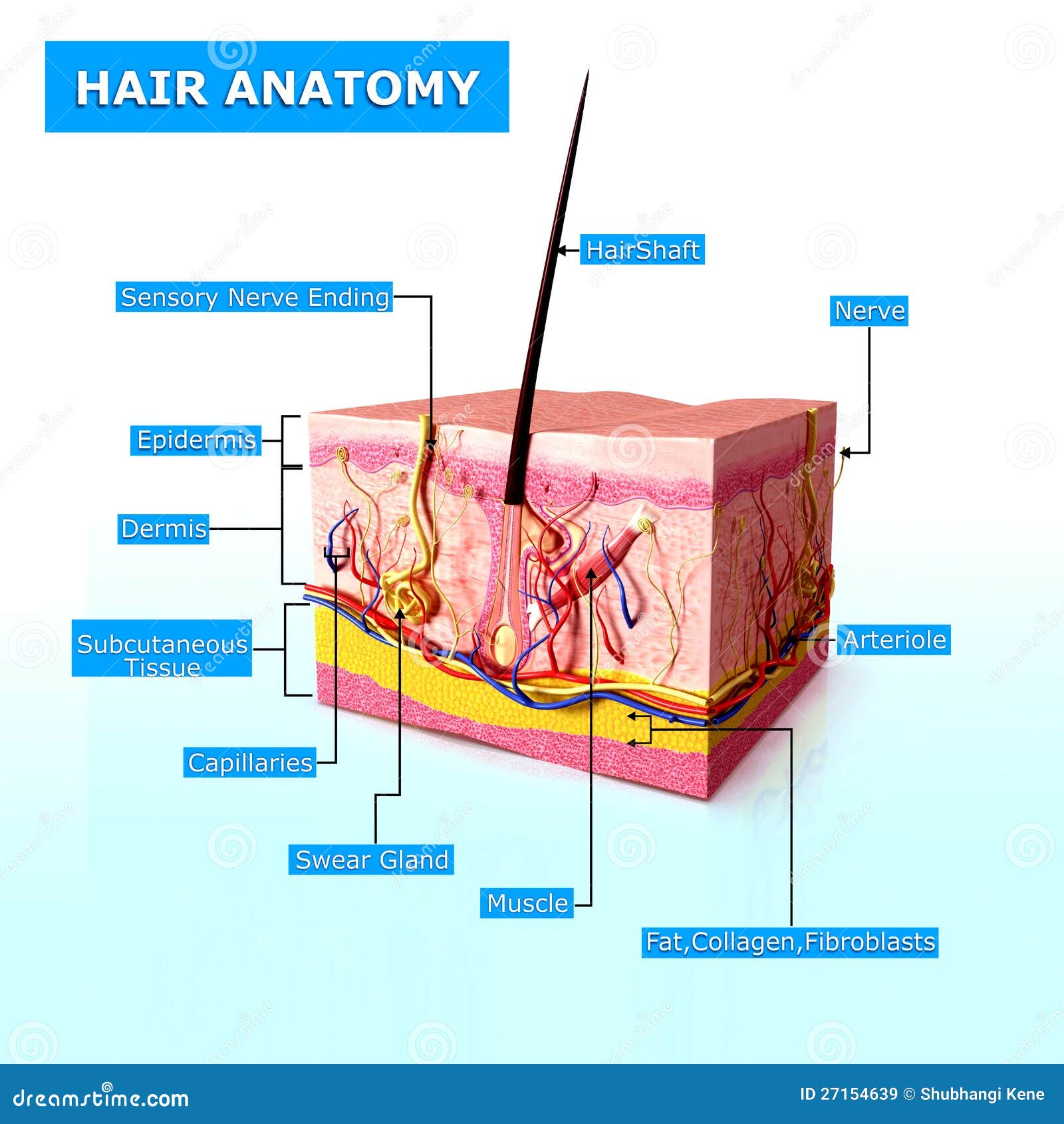 Anatomie des cheveux illustration stock. Illustration du illustration ...