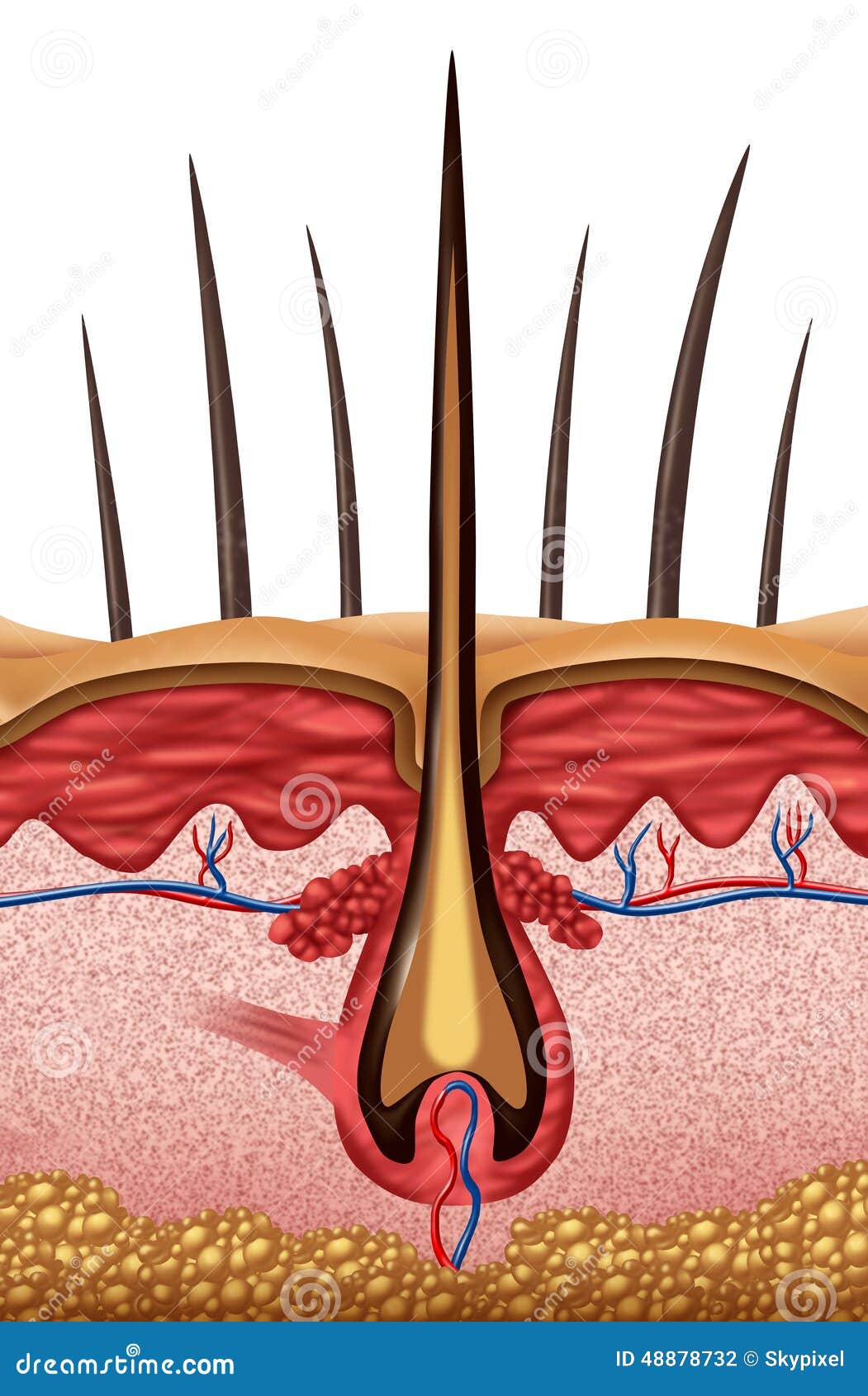 Anatomie de cheveux illustration stock. Illustration du papille - 48878732