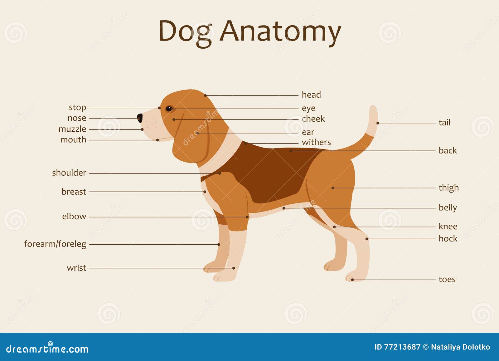 Anatomie de chien illustration de vecteur. Illustration du éducatif ...