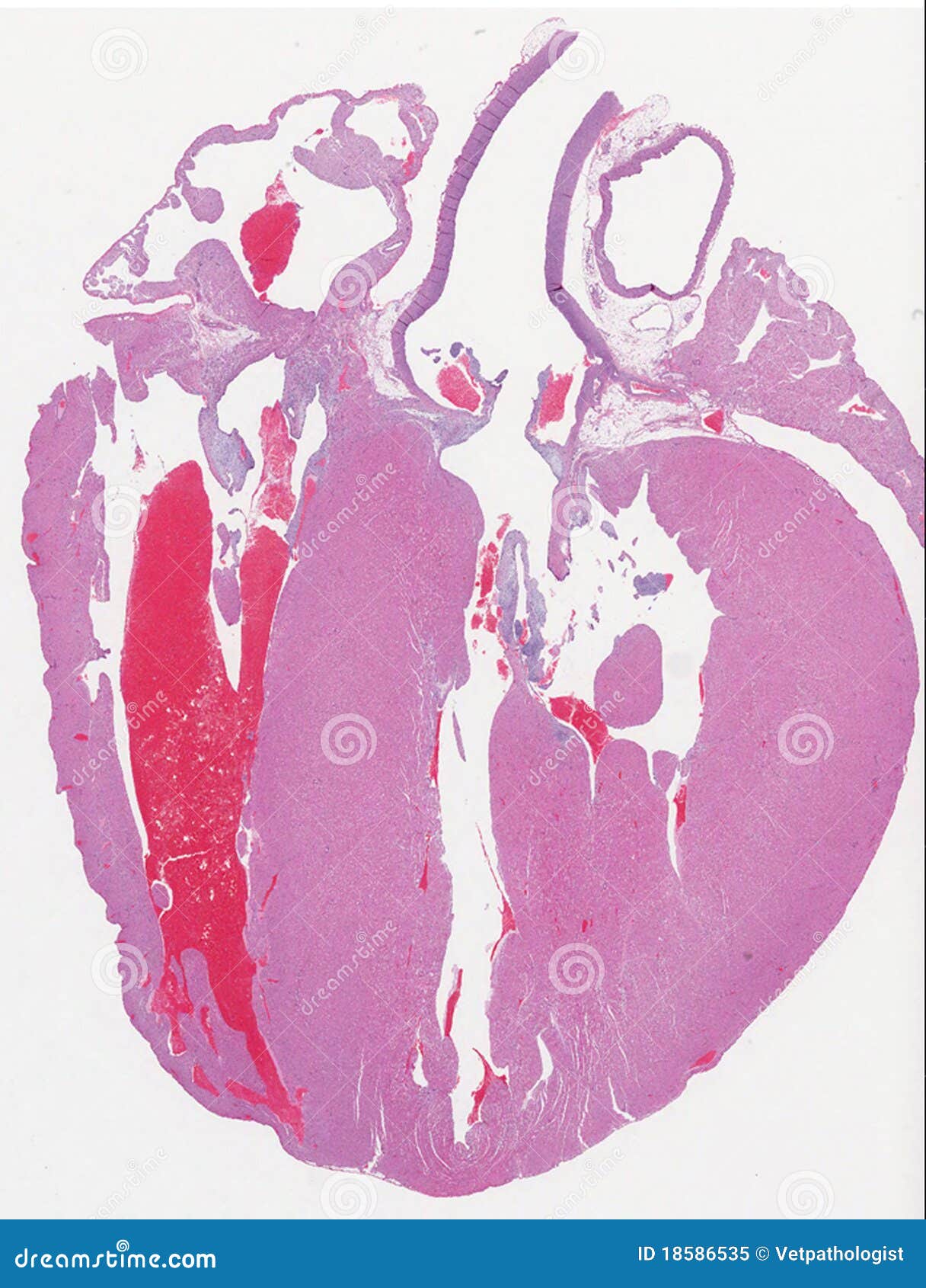 Anatomie De Coeur De Cobaye Image stock - Image du aorte, myocarde ...