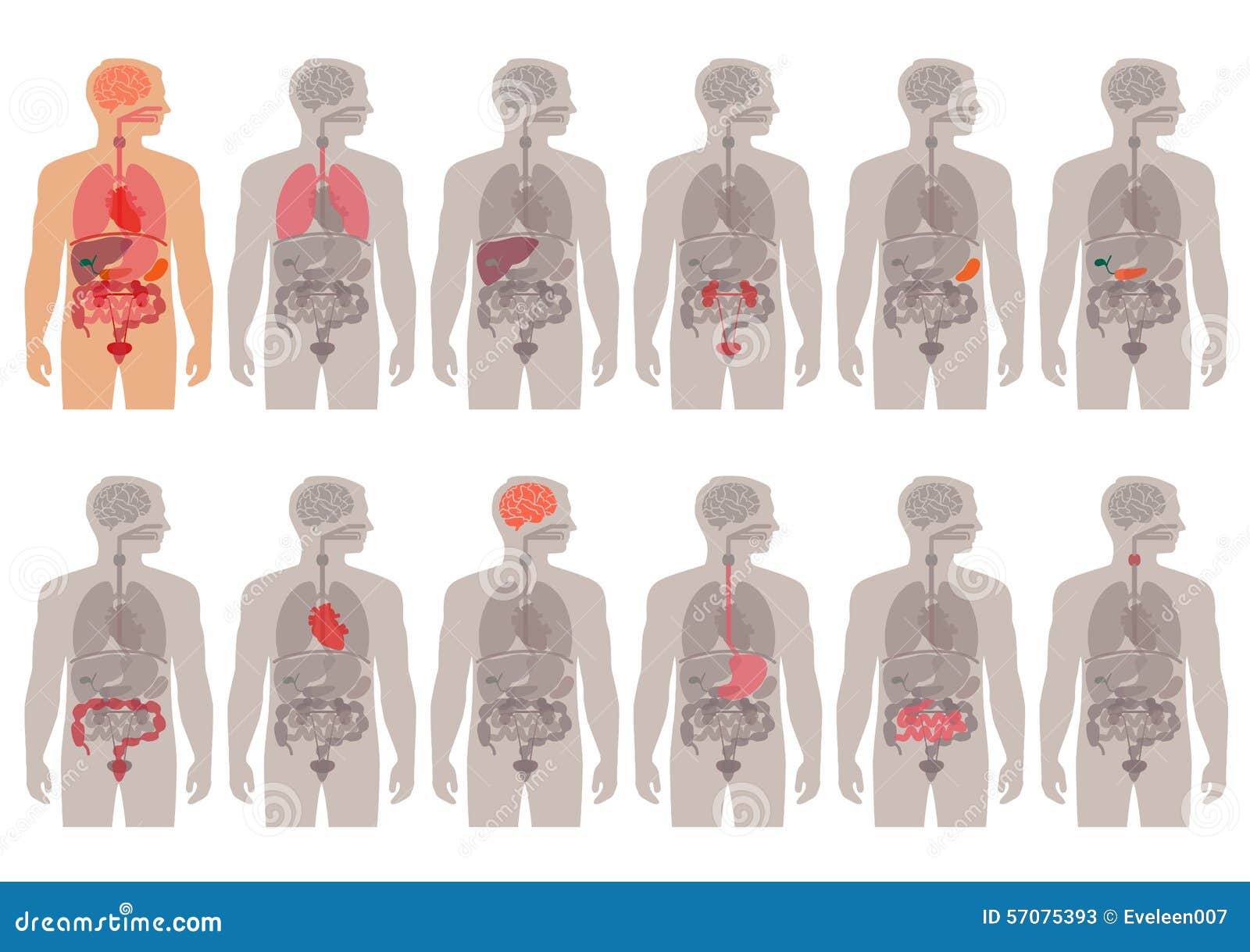 Anatomie de corps humain illustration de vecteur. Illustration du ...