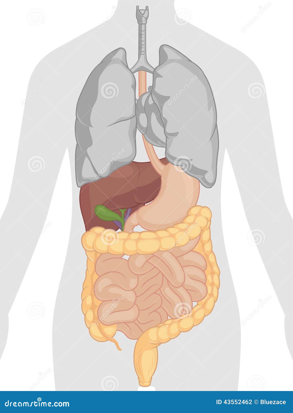 Anatomie De Corps Humain - Appareil Digestif Illustration de Vecteur ...