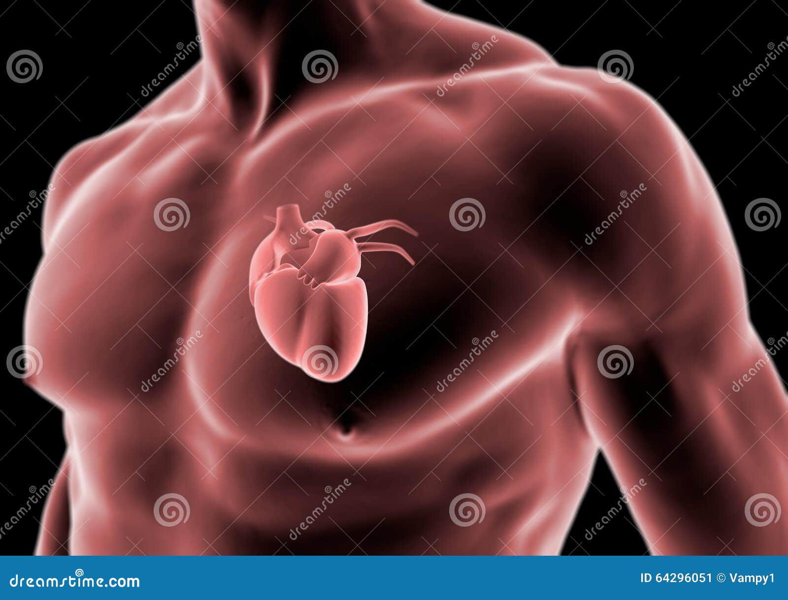 Anatomie De Corps Humain Et De Coeur Illustration Stock - Illustration ...