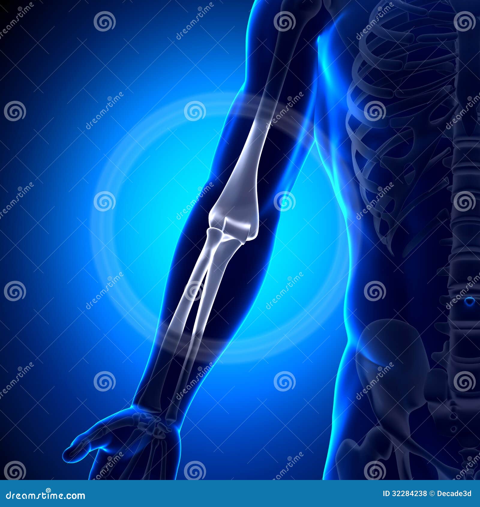 Anatomie De Coude - Os D'anatomie Illustration Stock - Illustration du ...