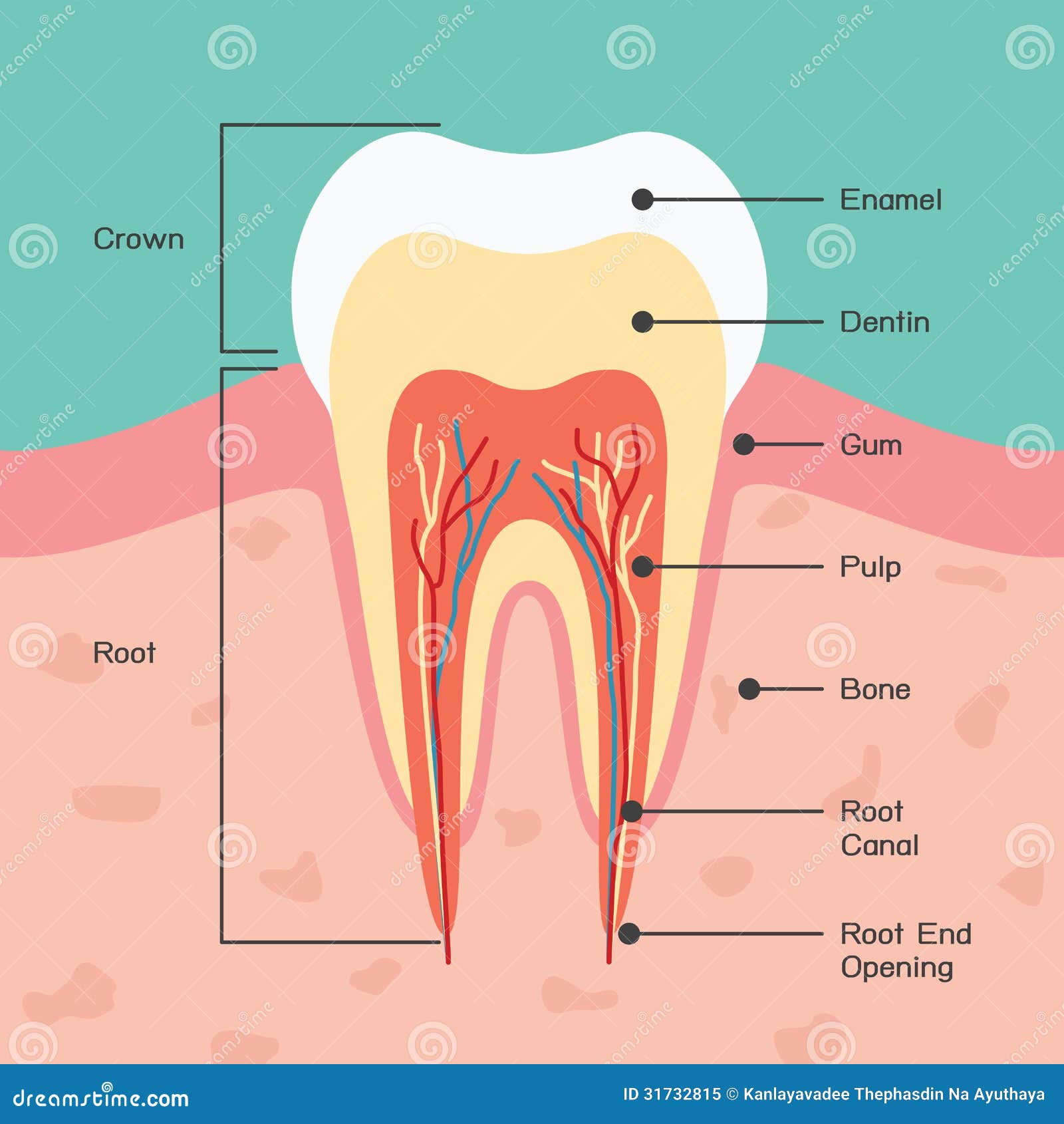 Anatomie de dent illustration de vecteur. Illustration du minimalisme ...