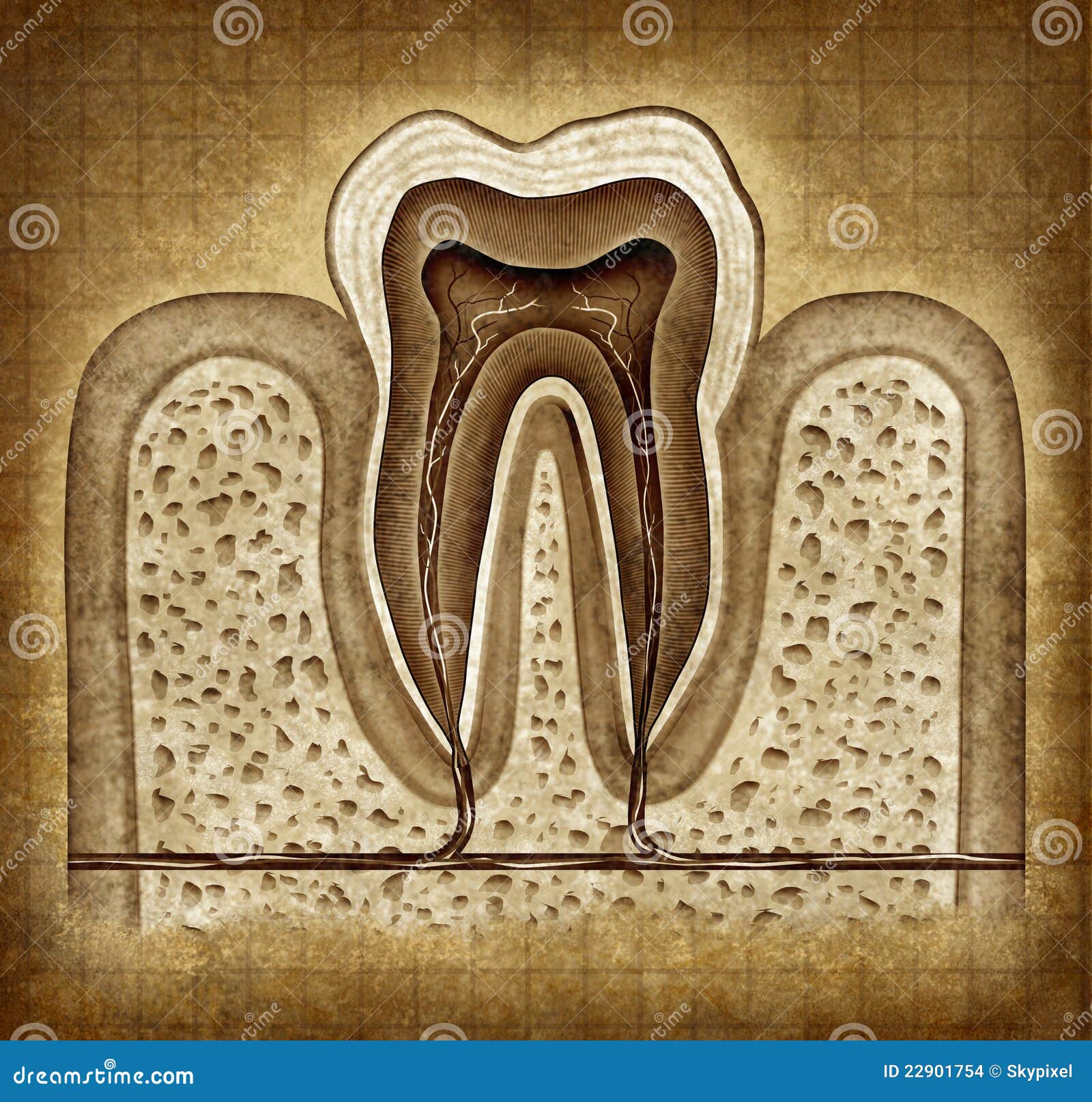Anatomie De Dent Dans La Texture Grunge Illustration Stock ...