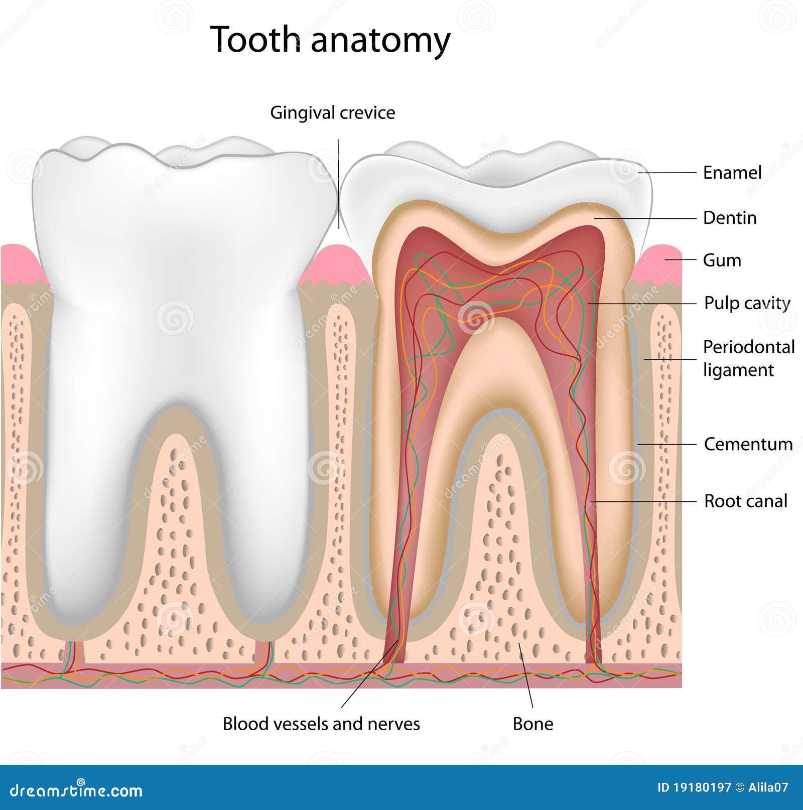 Anatomie de dent, eps8 illustration de vecteur. Illustration du ...