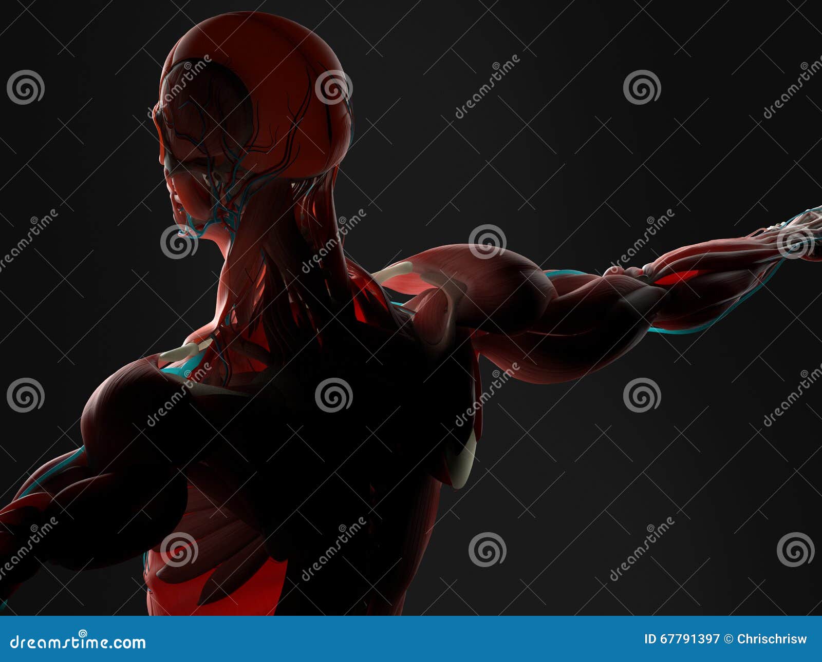 Anatomie de dos d'humain illustration stock. Illustration du veine ...