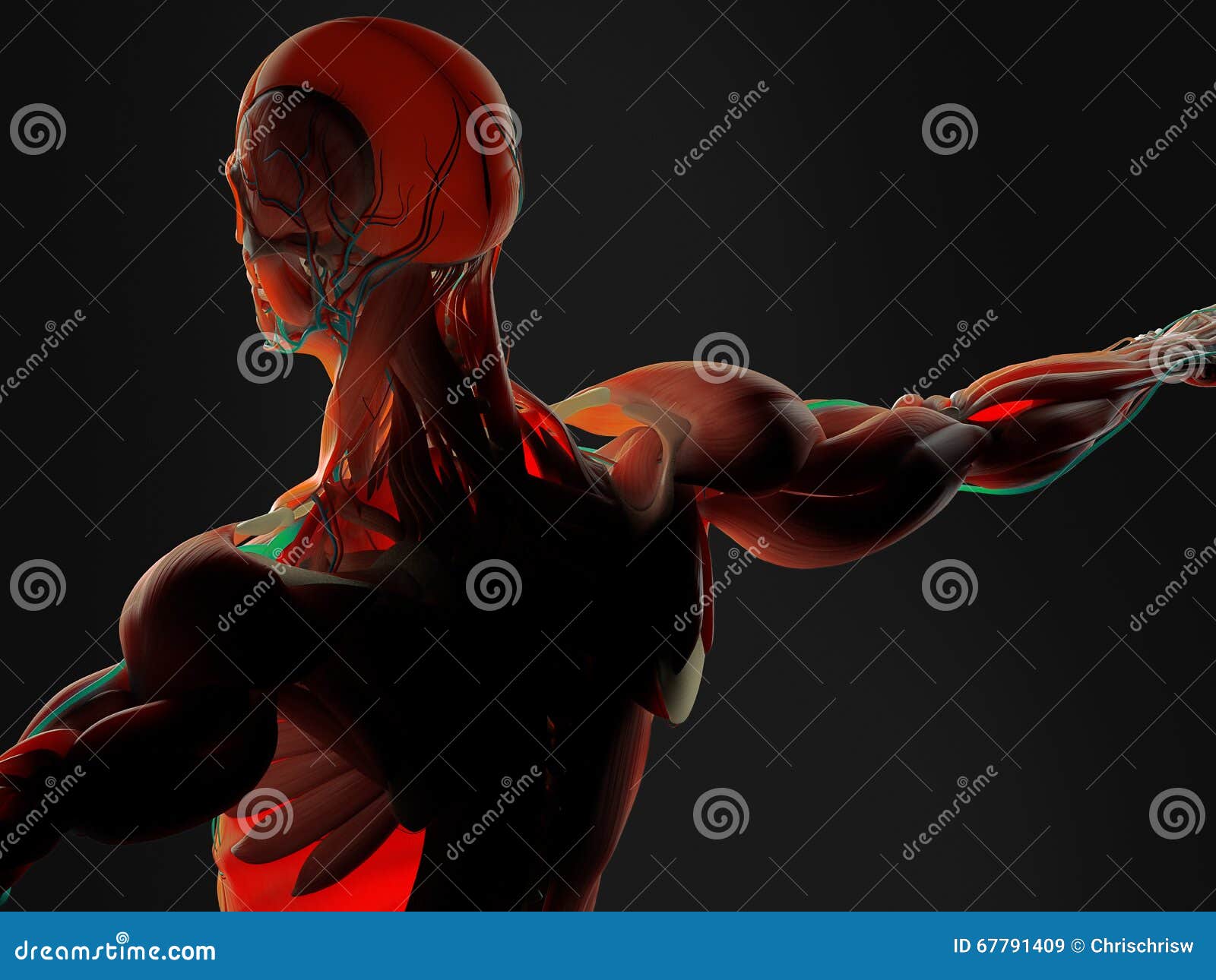 Anatomie de dos d'humain illustration stock. Illustration du fuselage ...