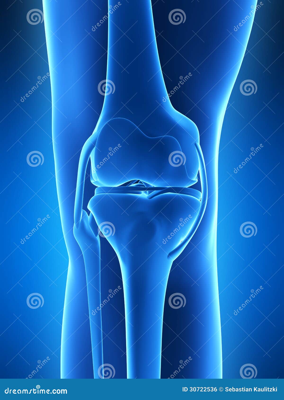 Anatomie de genou illustration stock. Illustration du articulaire ...