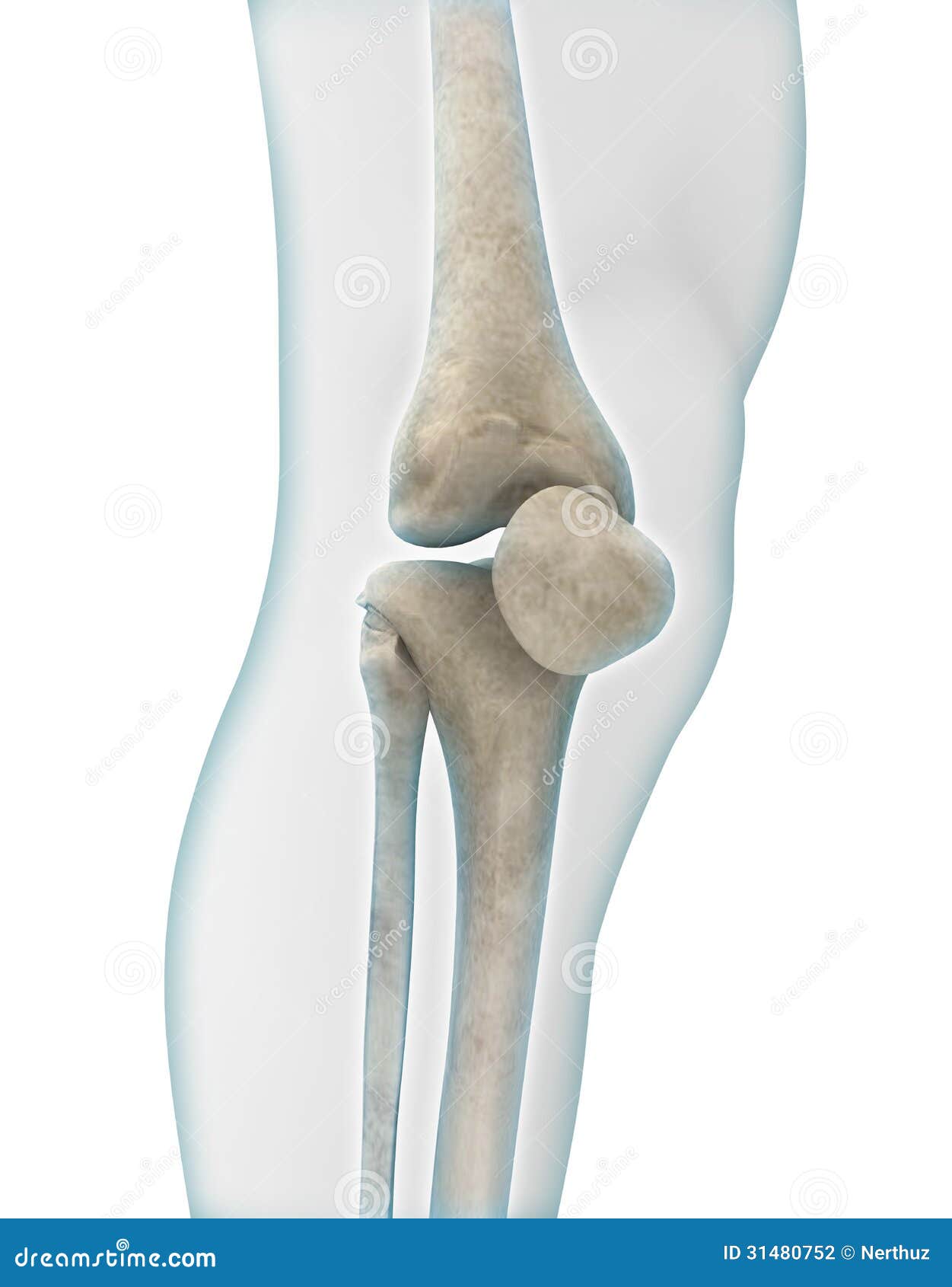 Anatomie De Genou Photographie stock - Image: 31480752