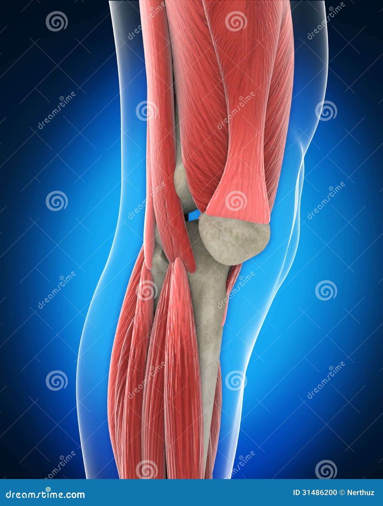 Anatomie de genou illustration stock. Illustration du pied - 31486200