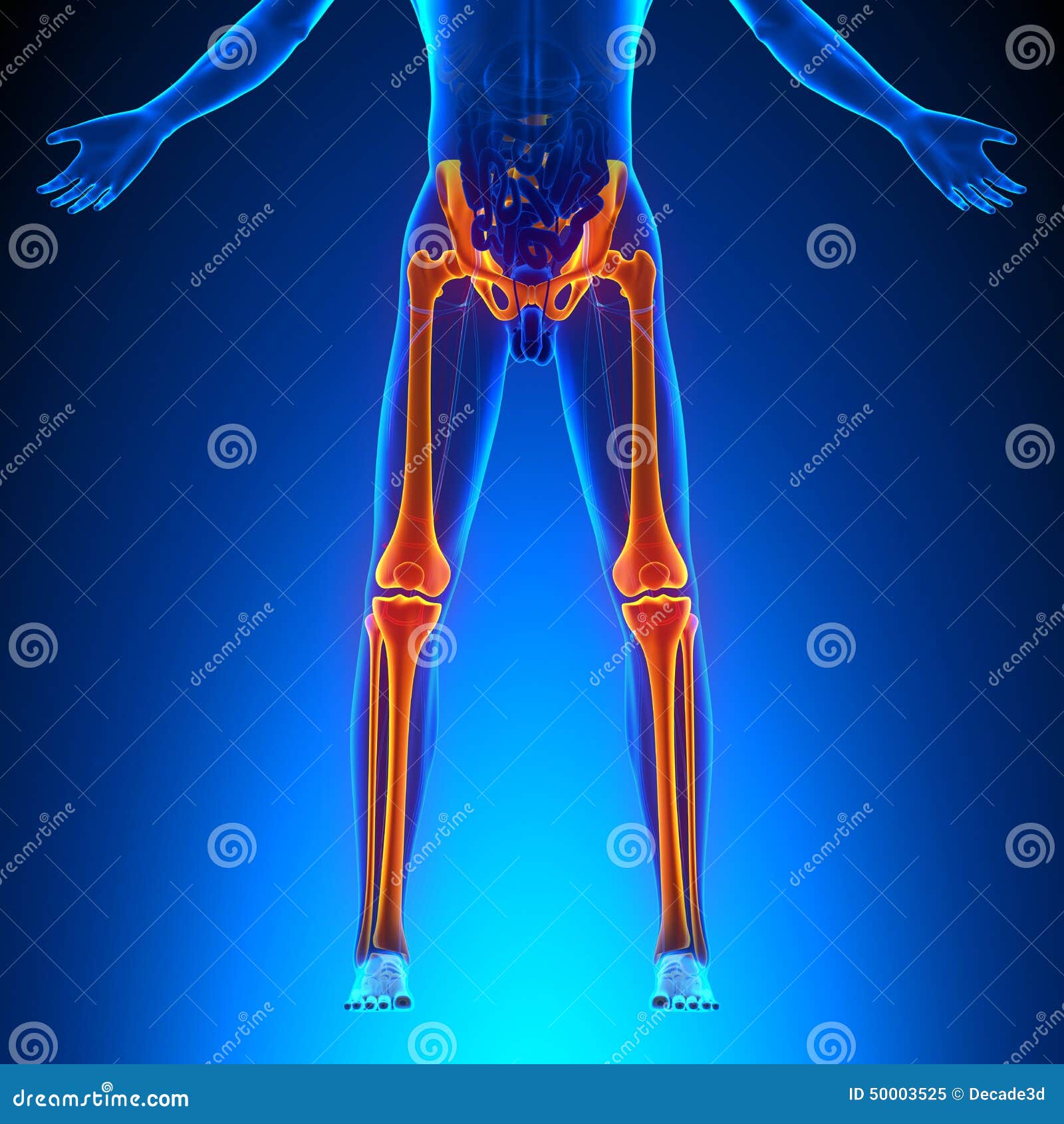 Anatomie de jambes d'os illustration stock. Illustration du rendu ...