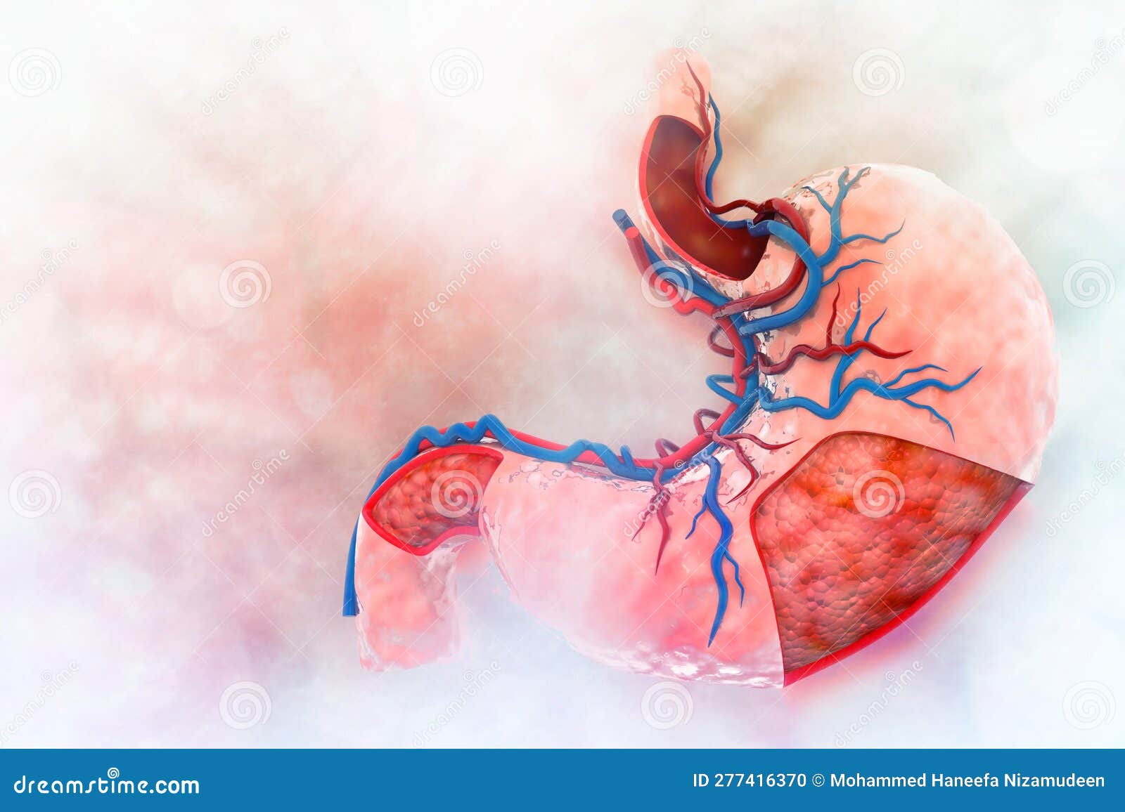 Anatomie De L'estomac Humain Illustration Stock - Illustration du ...