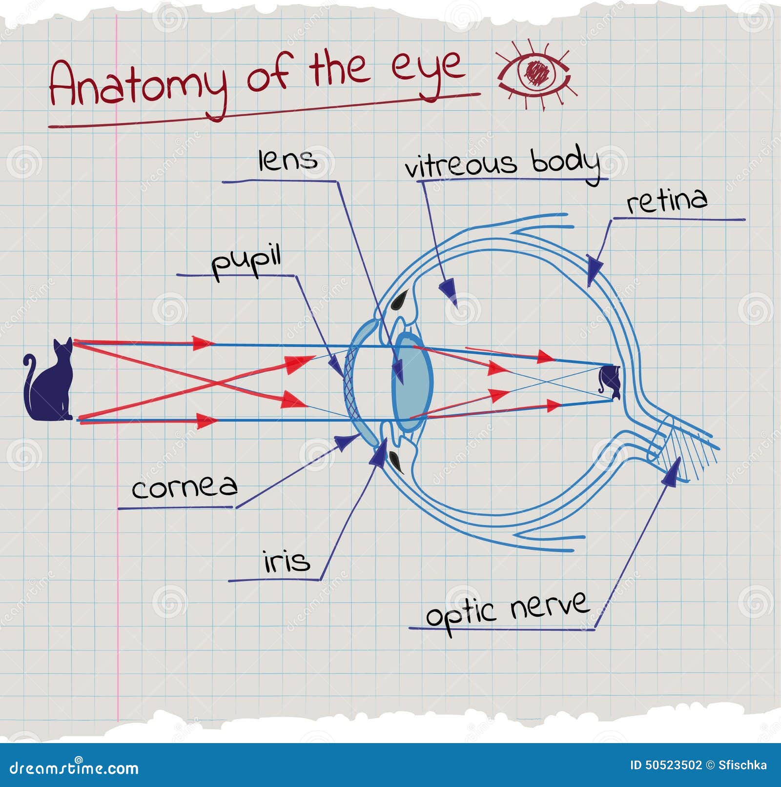 Anatomie de l'oeil illustration de vecteur. Illustration du cahier ...
