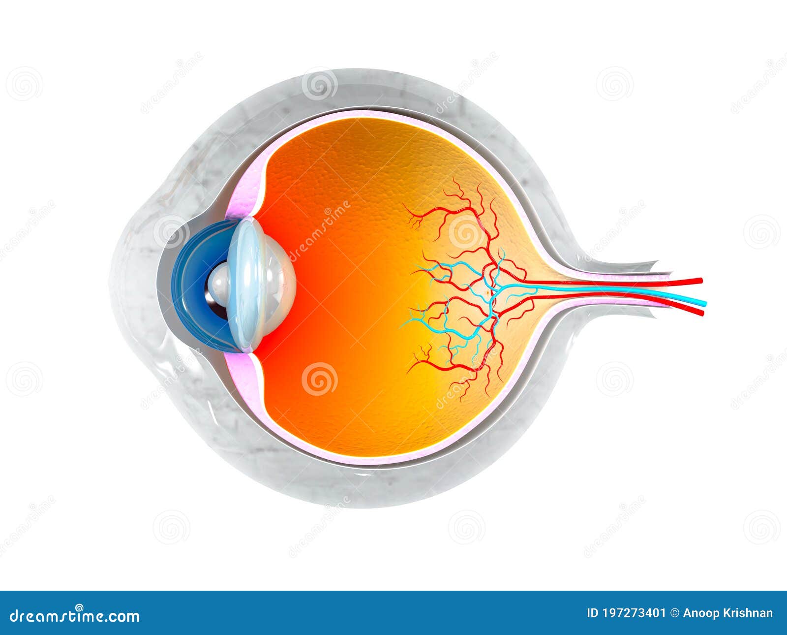 Anatomie de l'oeil image stock. Image du humain, orientation - 197273401