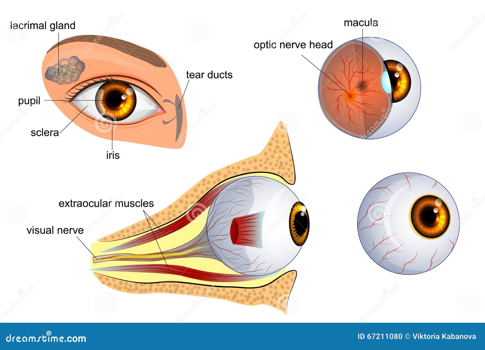 Anatomie De L'oeil Le Globe Oculaire, Iris, élève Illustration de ...