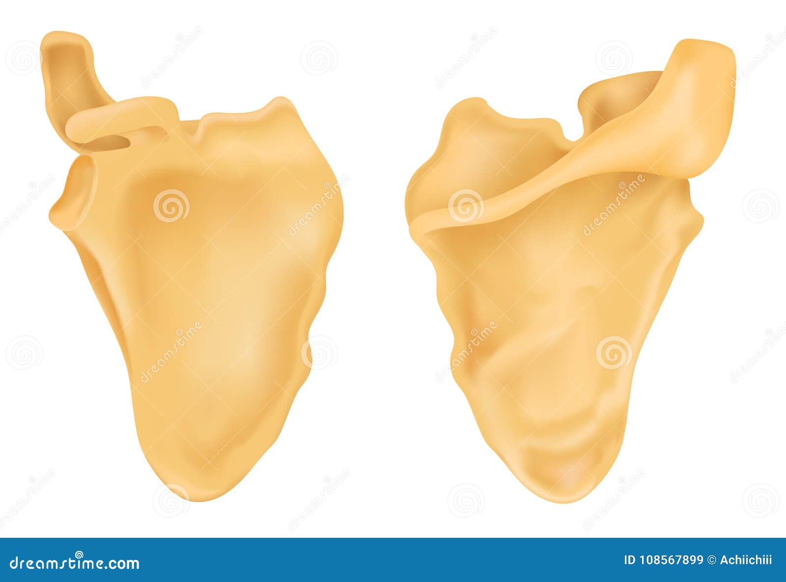 Anatomie de l'omoplate illustration de vecteur. Illustration du lame ...