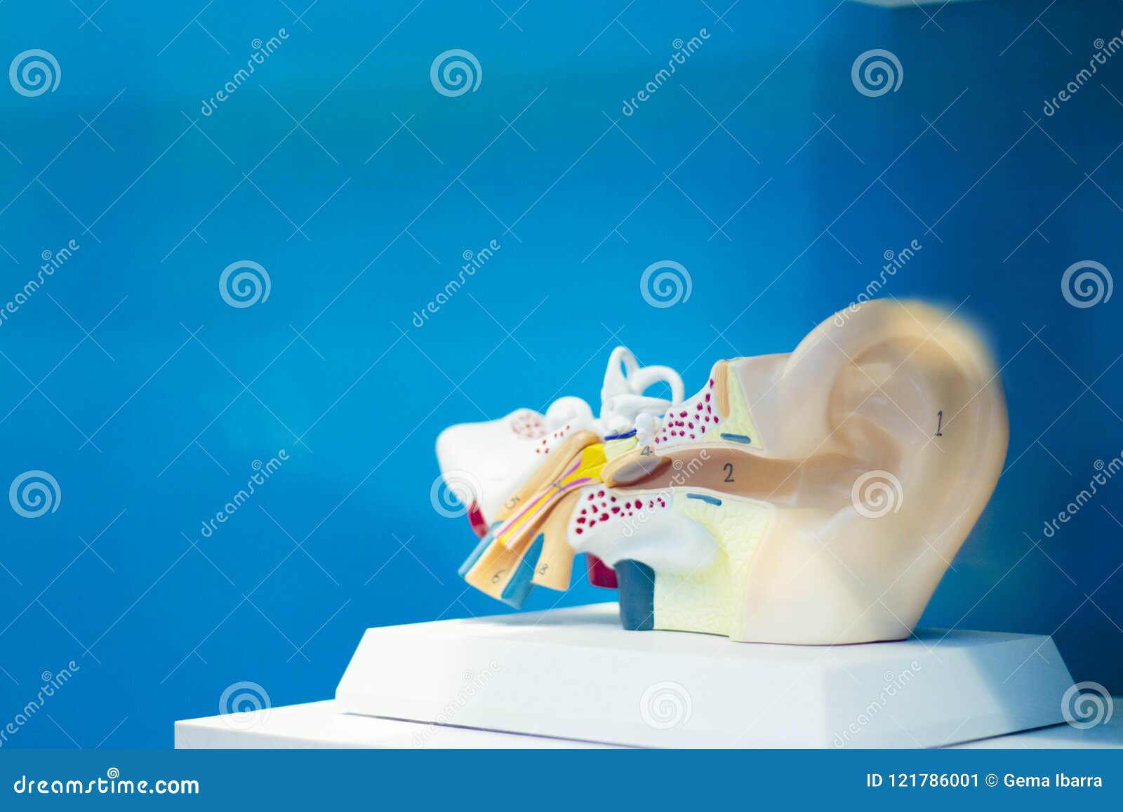 Anatomie De L Oreille Stock Photos - 426 Images