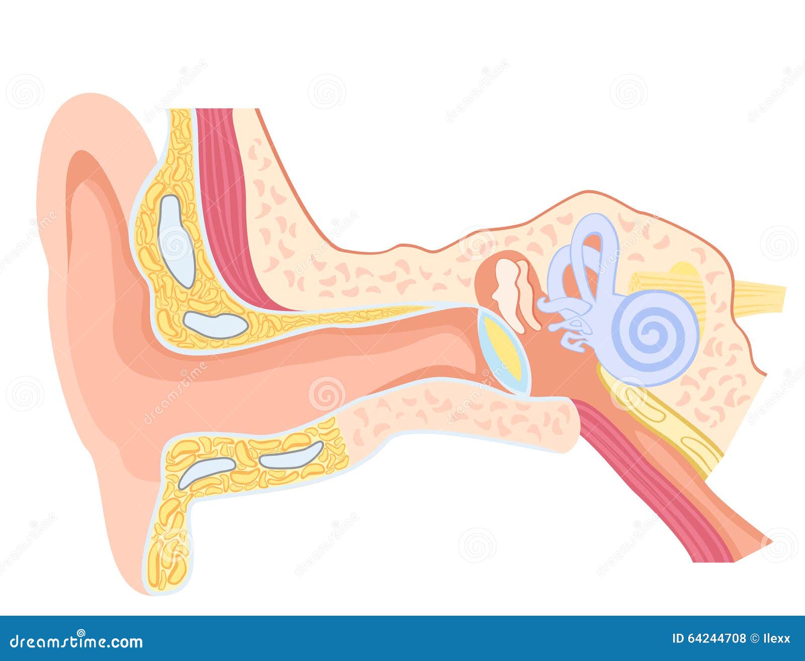Anatomie De L'oreille Humaine Illustration de Vecteur - Illustration du ...