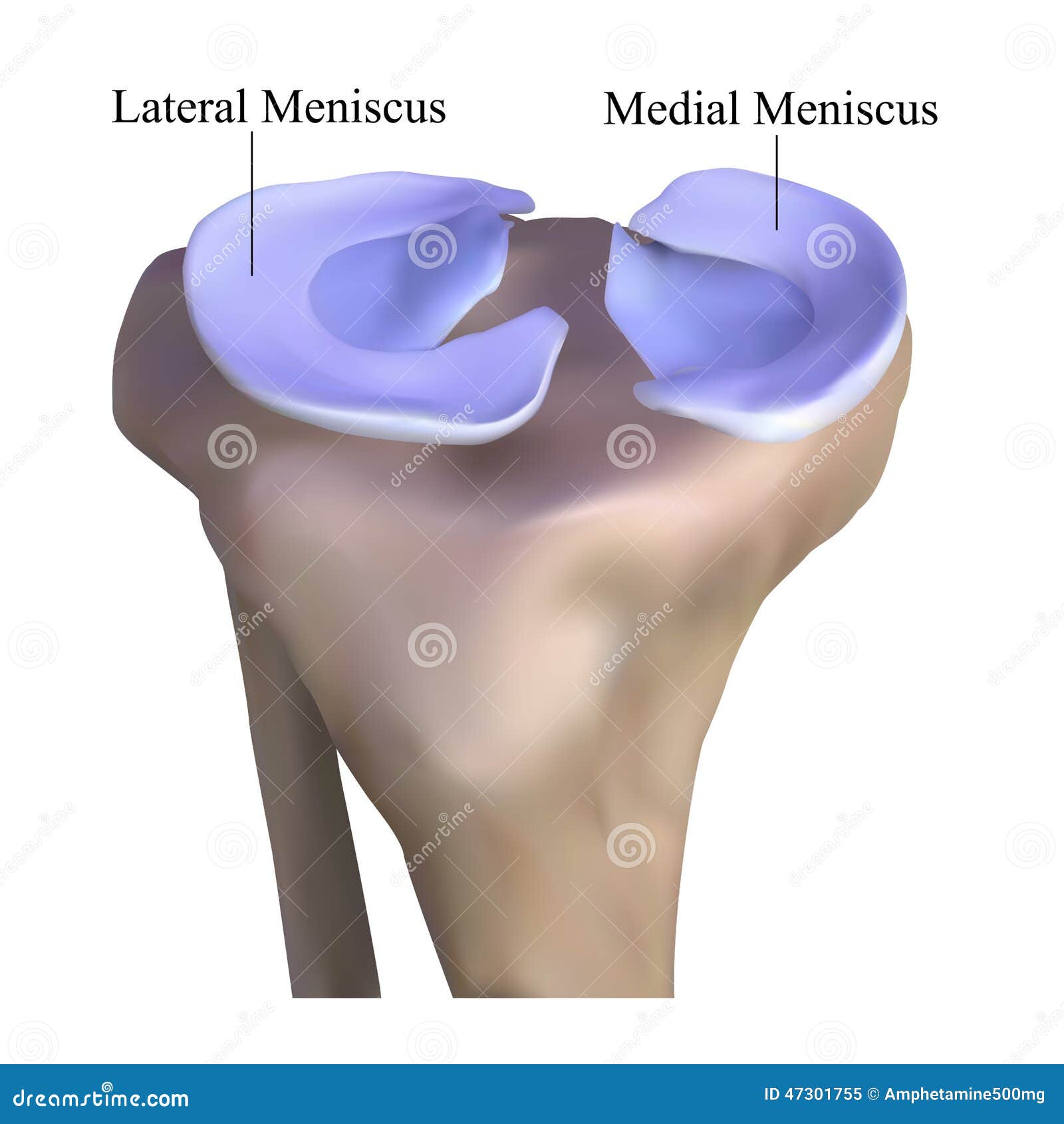 Anatomie de l'os de genou illustration stock. Illustration du patte ...