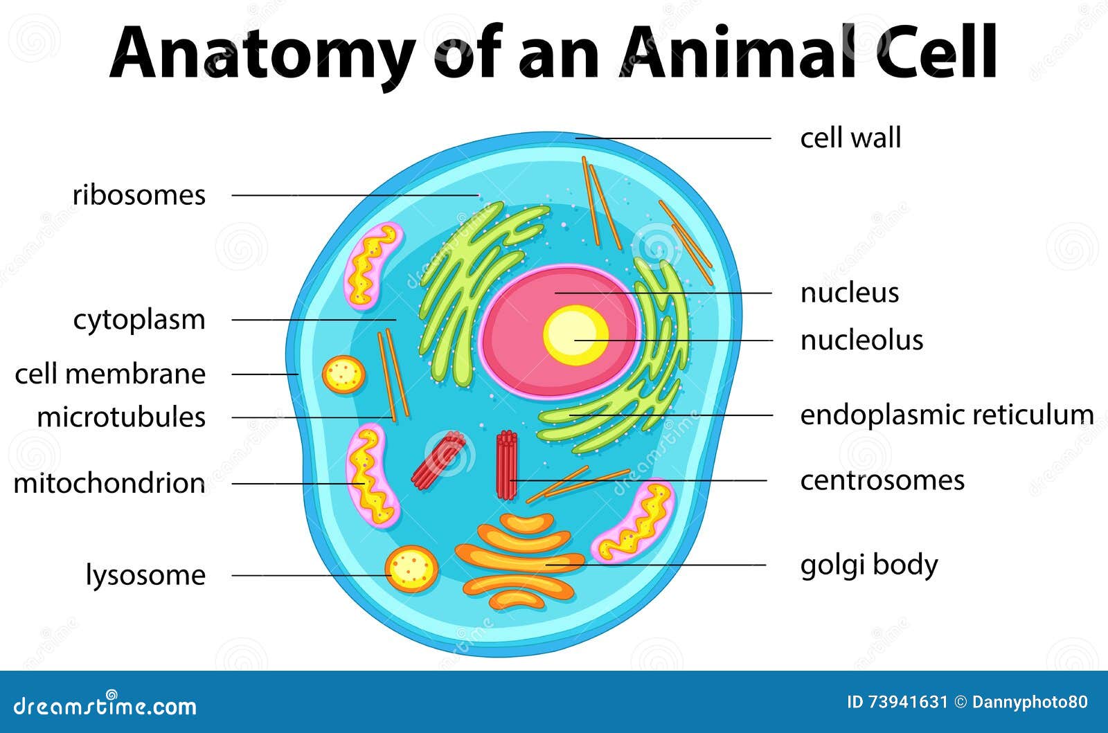 Anatomie De La Cellule Animale Avec Des Mots Illustration de Vecteur ...