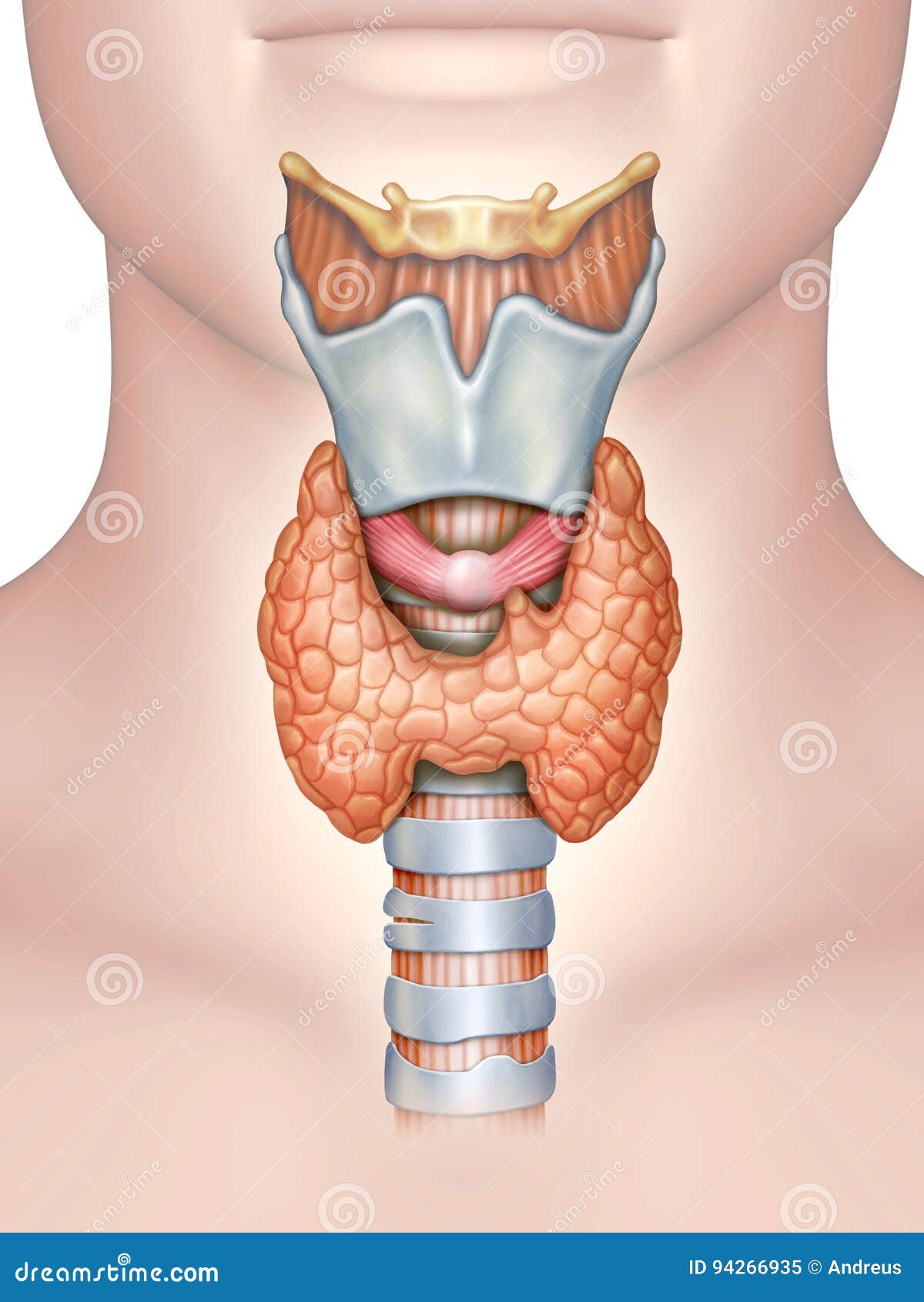 Anatomie De La Glande Thyroïde Illustration Stock - Illustration du ...