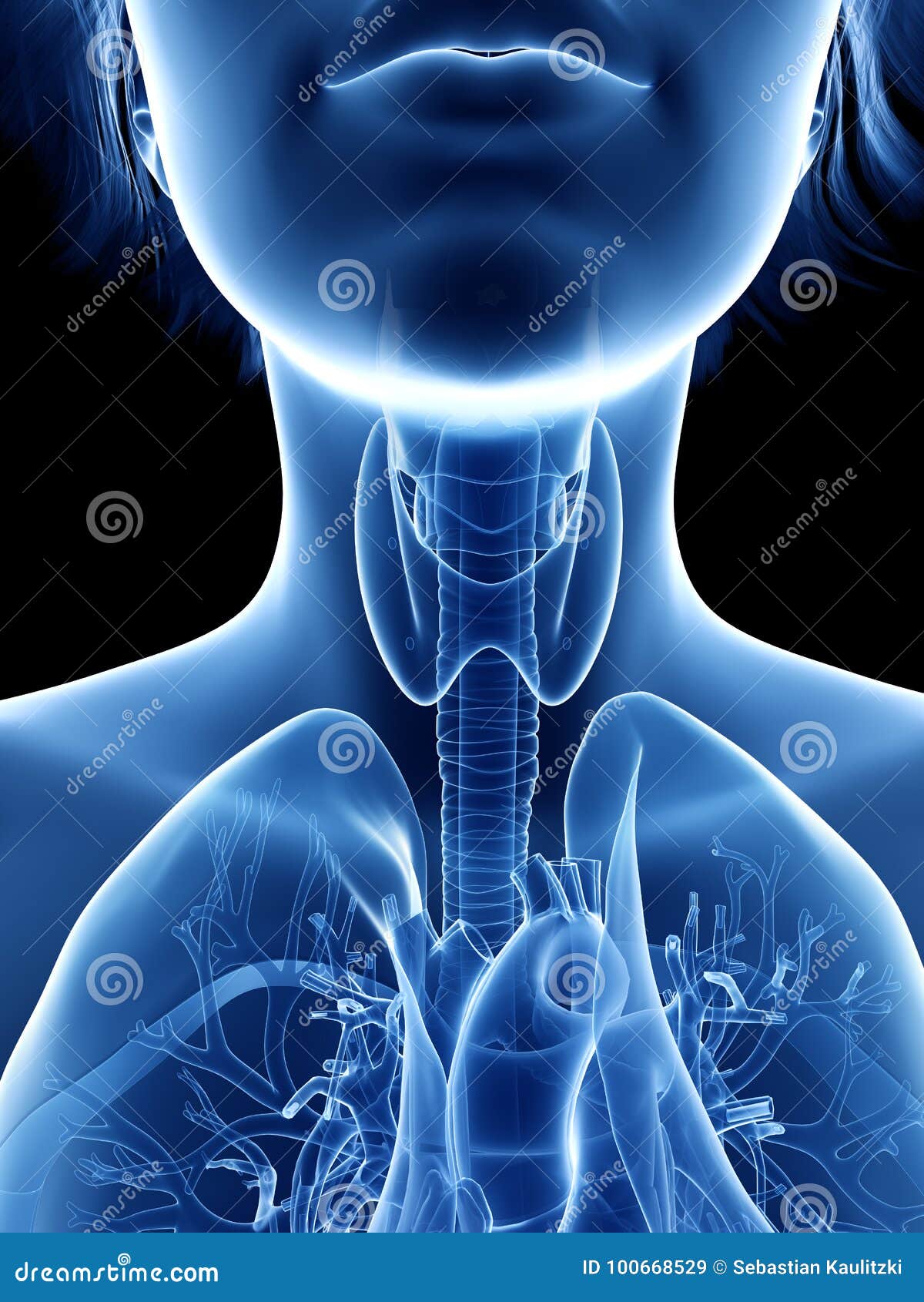 Anatomie De La Gorge D'une Femme Illustration Stock - Illustration du ...