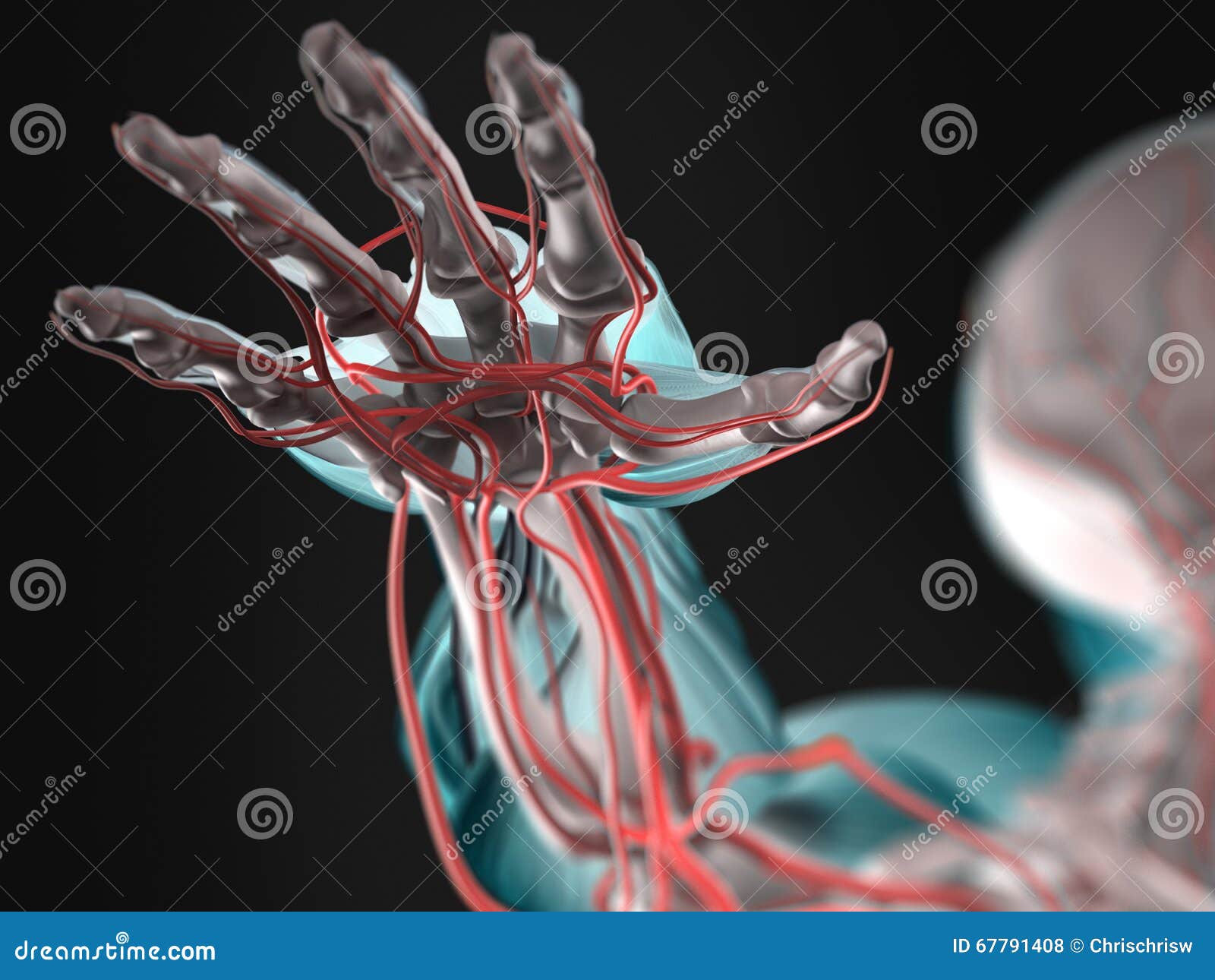 Anatomie de main humaine photo stock. Image du artificiel - 67791408