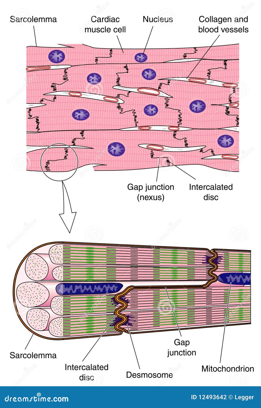 Anatomie De Muscle Cardiaque Illustration de Vecteur - Illustration du ...