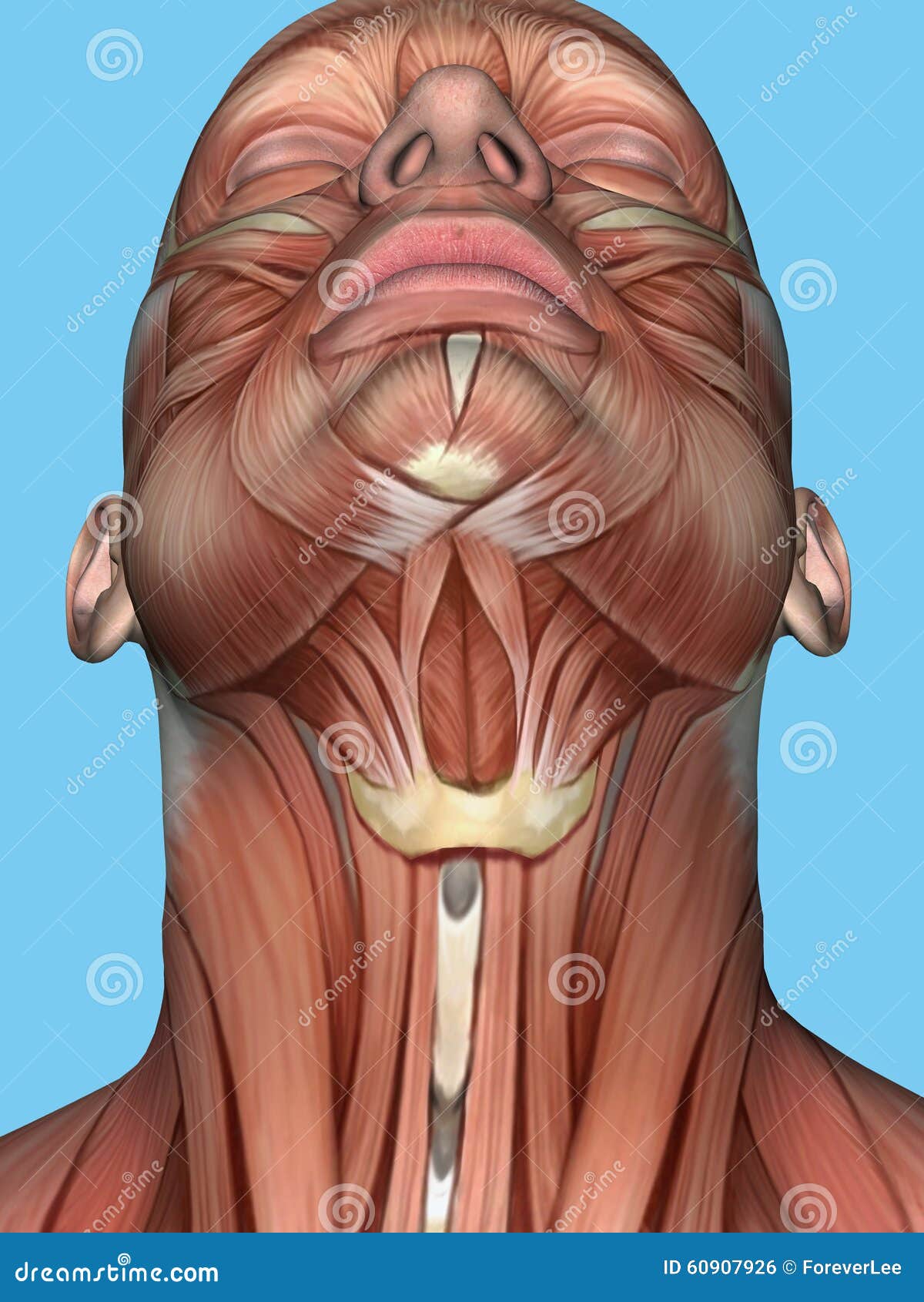 Muscles du cou vue antérieure Fiches IDE