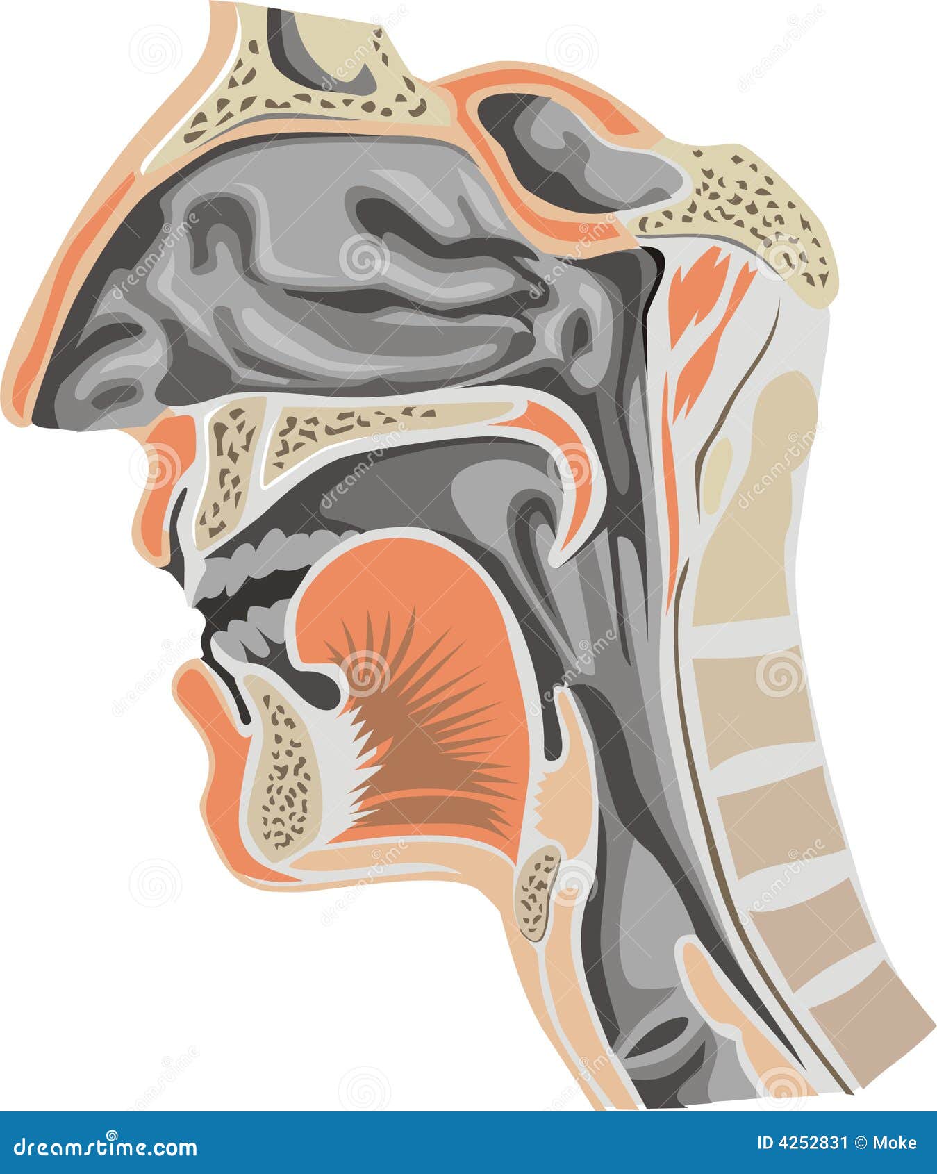 Anatomie de nez illustration de vecteur. Illustration du concha - 4252831