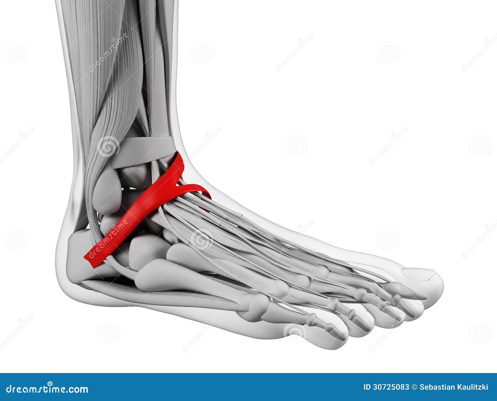 Anatomie de pied illustration stock. Illustration du panneau - 30725083