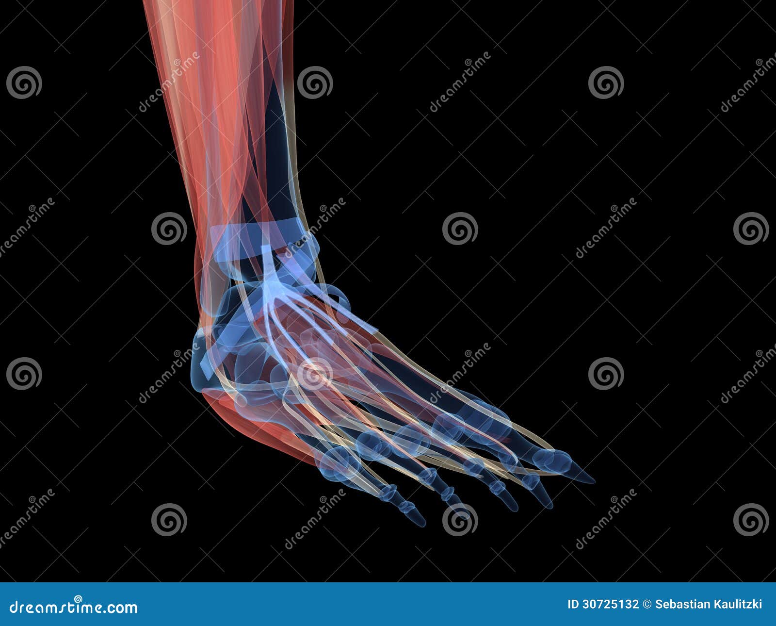 Anatomie de pied illustration stock. Illustration du médicalement ...