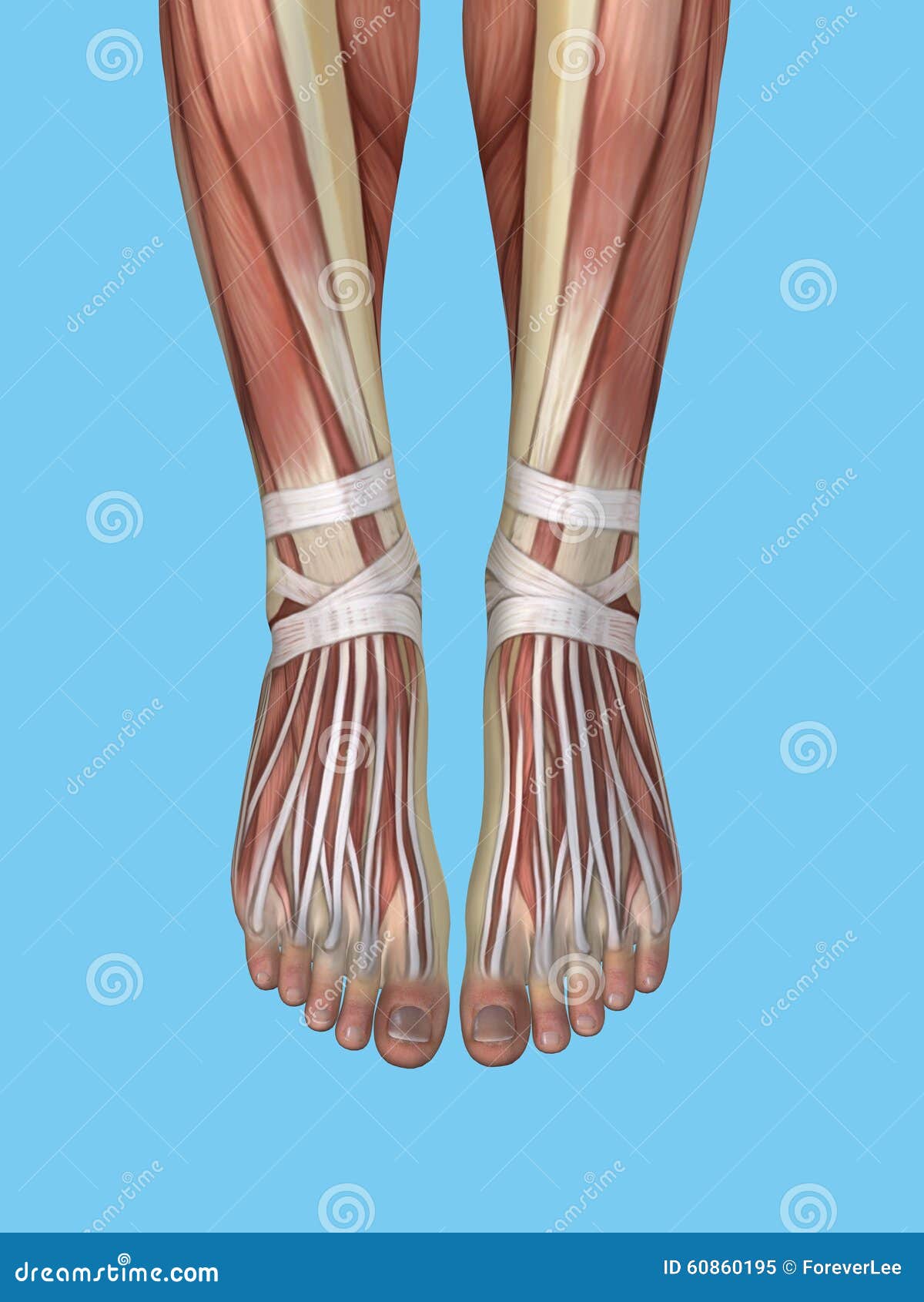 Anatomie De Pied Et De Cheville Illustration Stock - Illustration du ...