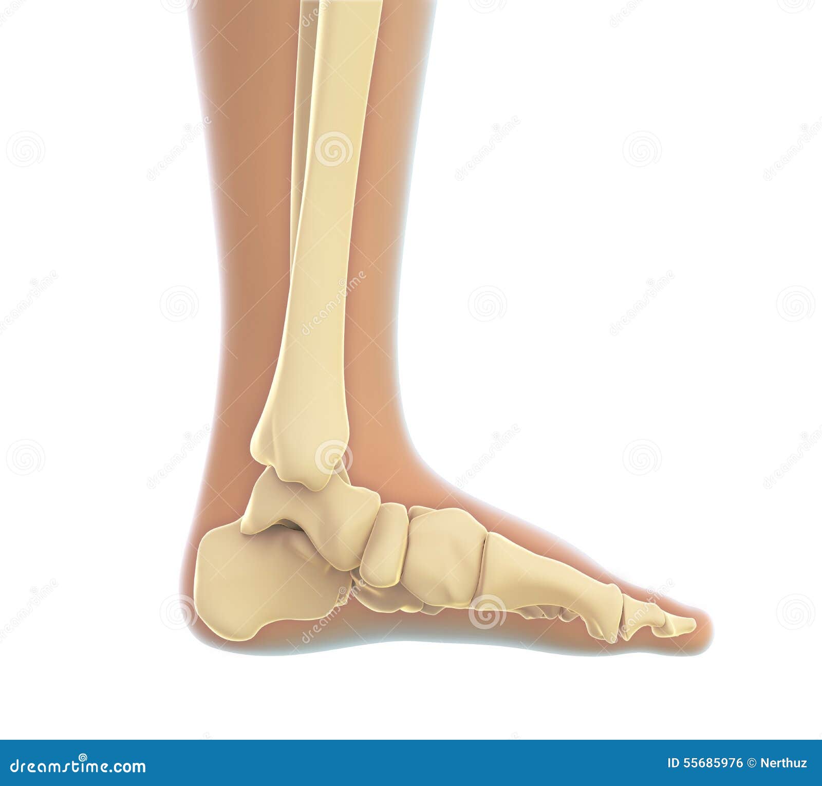 Anatomie de pied humain illustration stock. Illustration du cuboïde ...