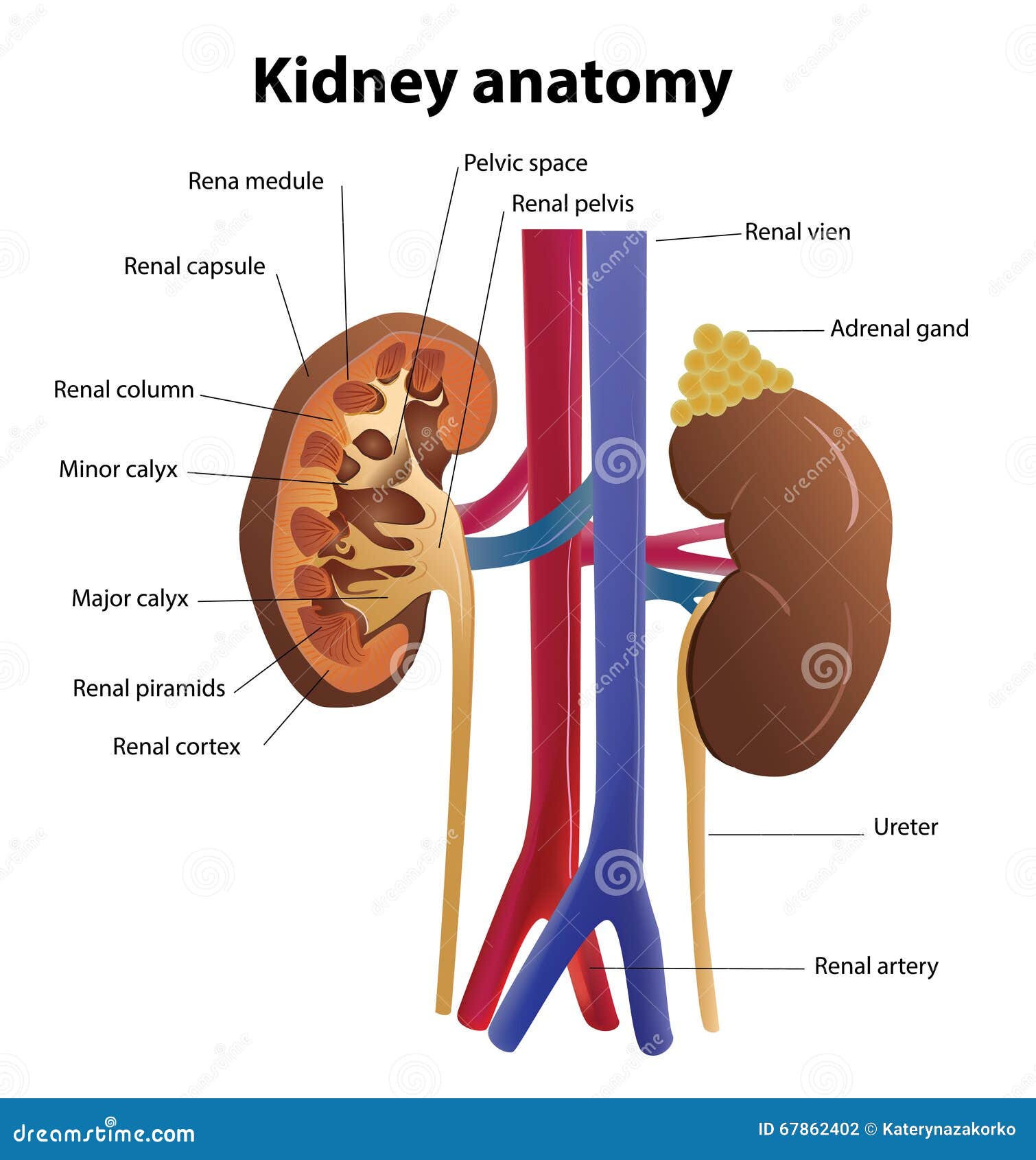 Anatomie De Rein Dans Le Vecteur Illustration de Vecteur - Illustration ...