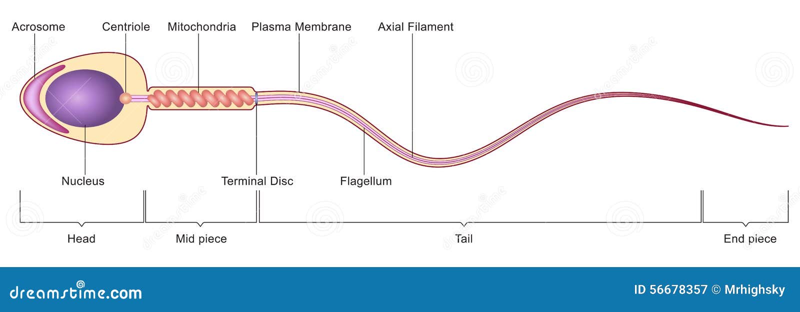 Anatomie de spermatozoïde illustration de vecteur. Illustration du ...