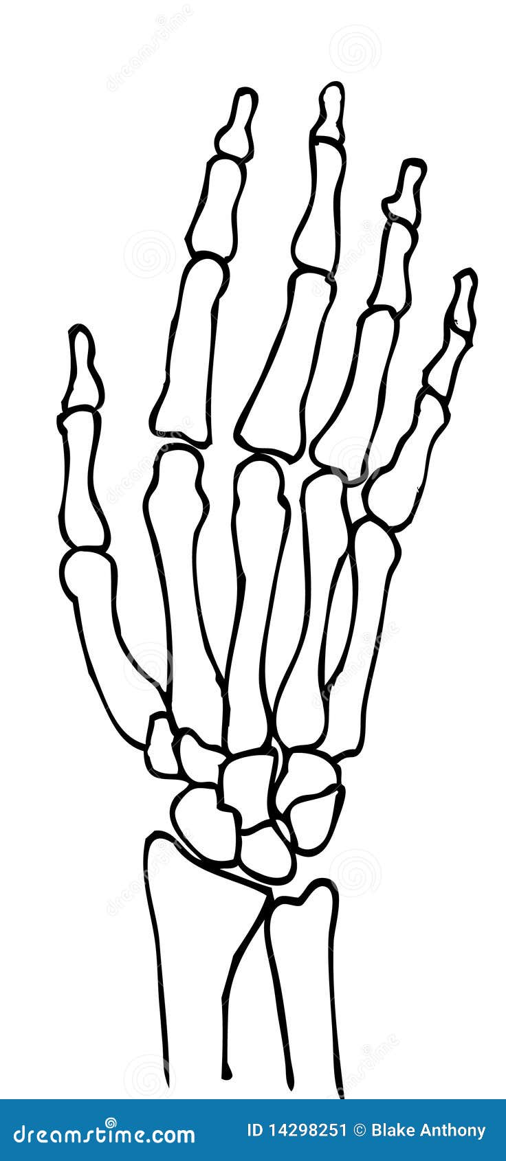 Anatomie De Squelette De Main Illustration de Vecteur - Illustration du ...