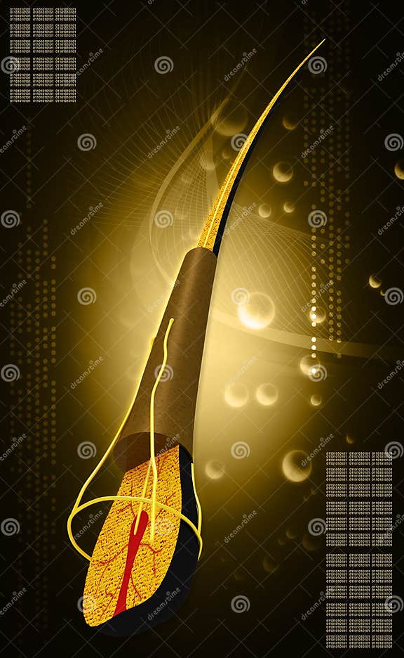 Anatomie De Structure De Cheveux Illustration Stock - Illustration du ...