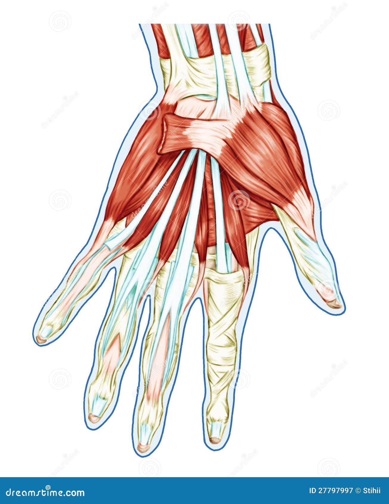 Anatomie De Système Musculaire Illustration Stock - Illustration du ...