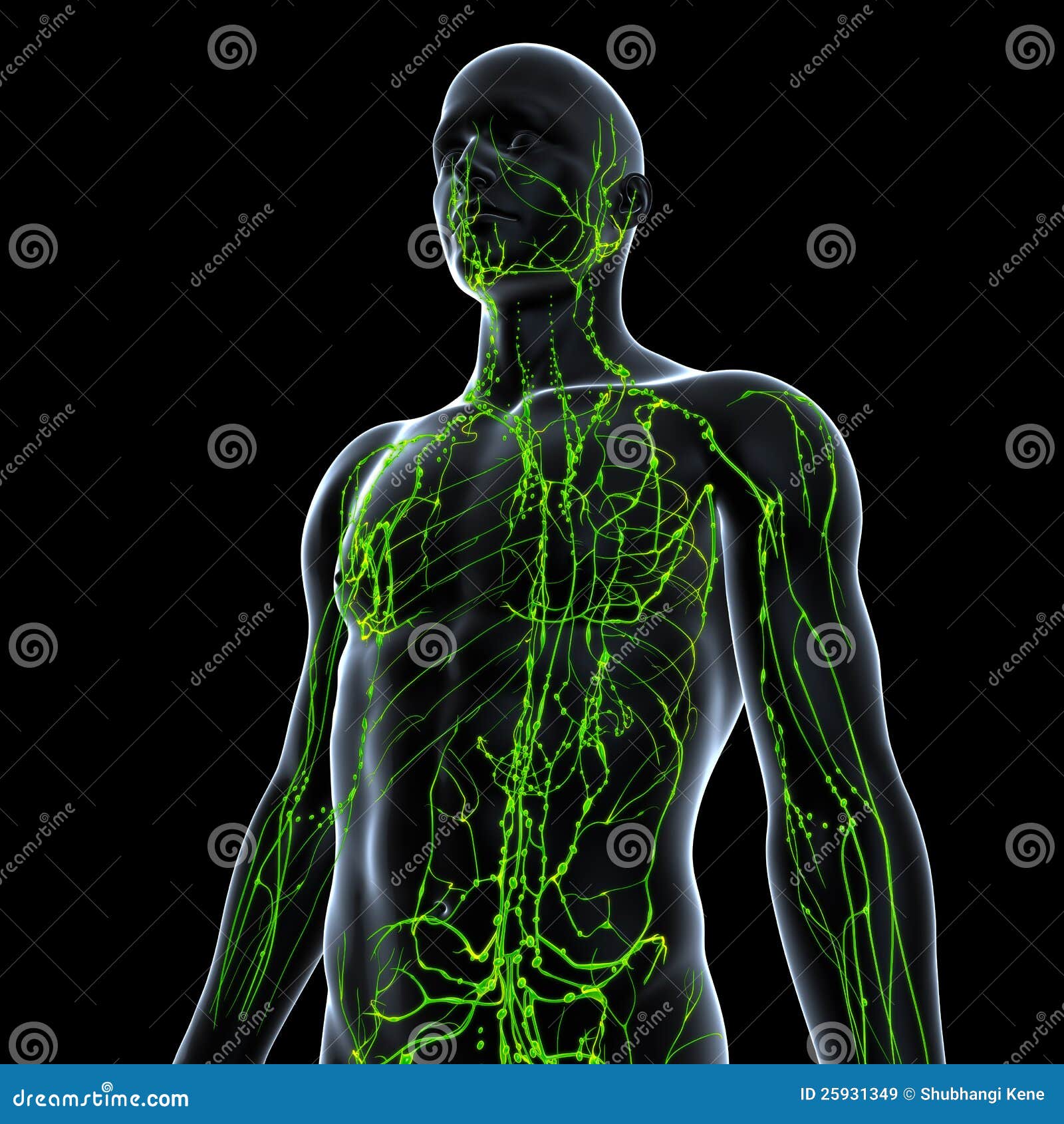 Anatomie De Système Lymphatique Images libres de droits - Image: 25931349