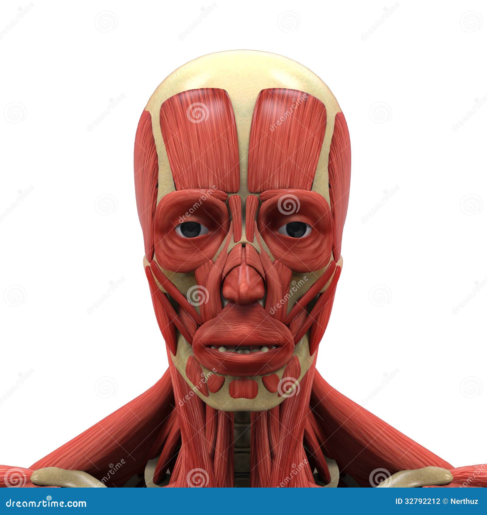 Anatomie de visage humain illustration stock. Illustration du modèle ...