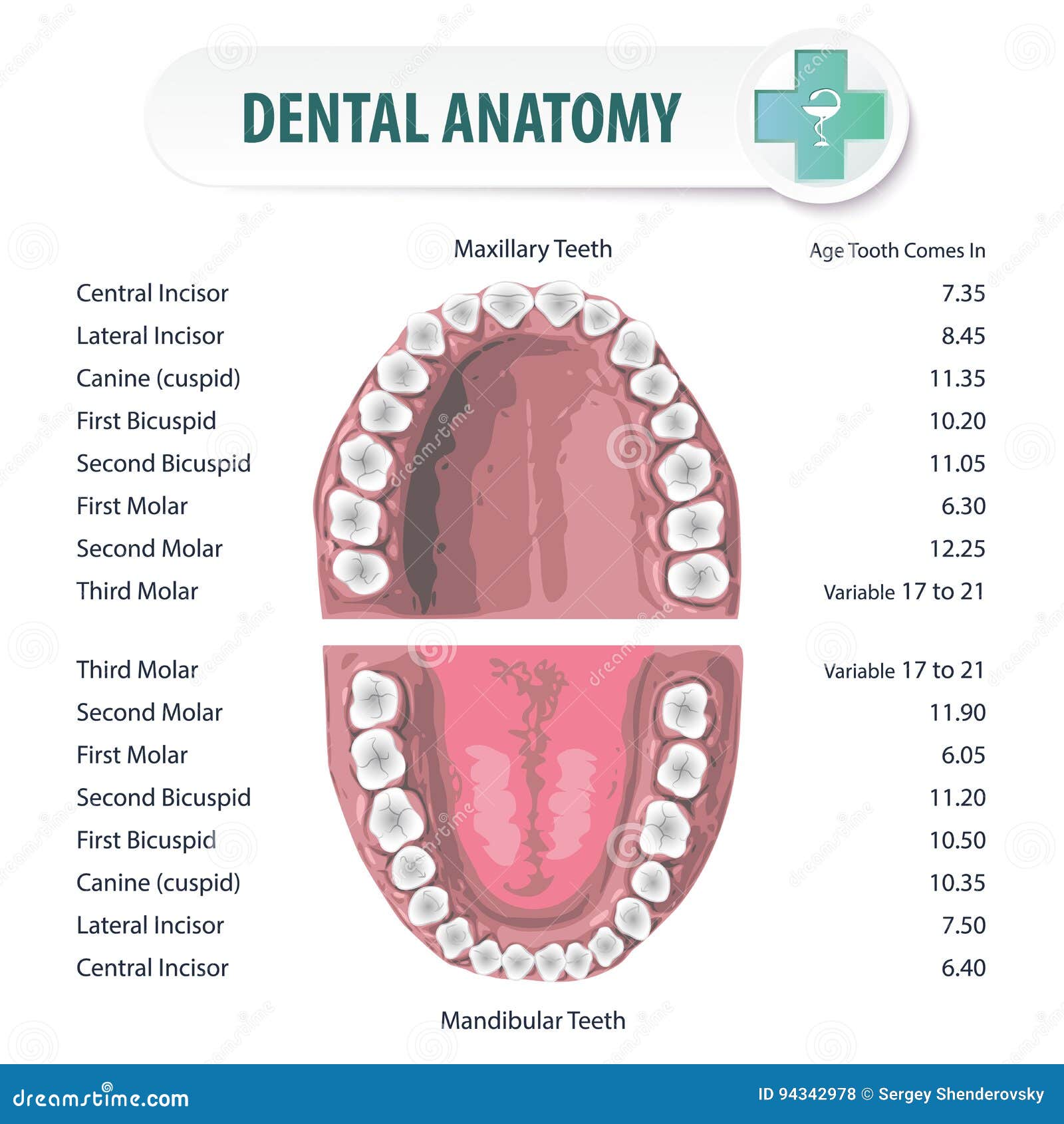 Anatomie dentaire 2 illustration de vecteur. Illustration du ...